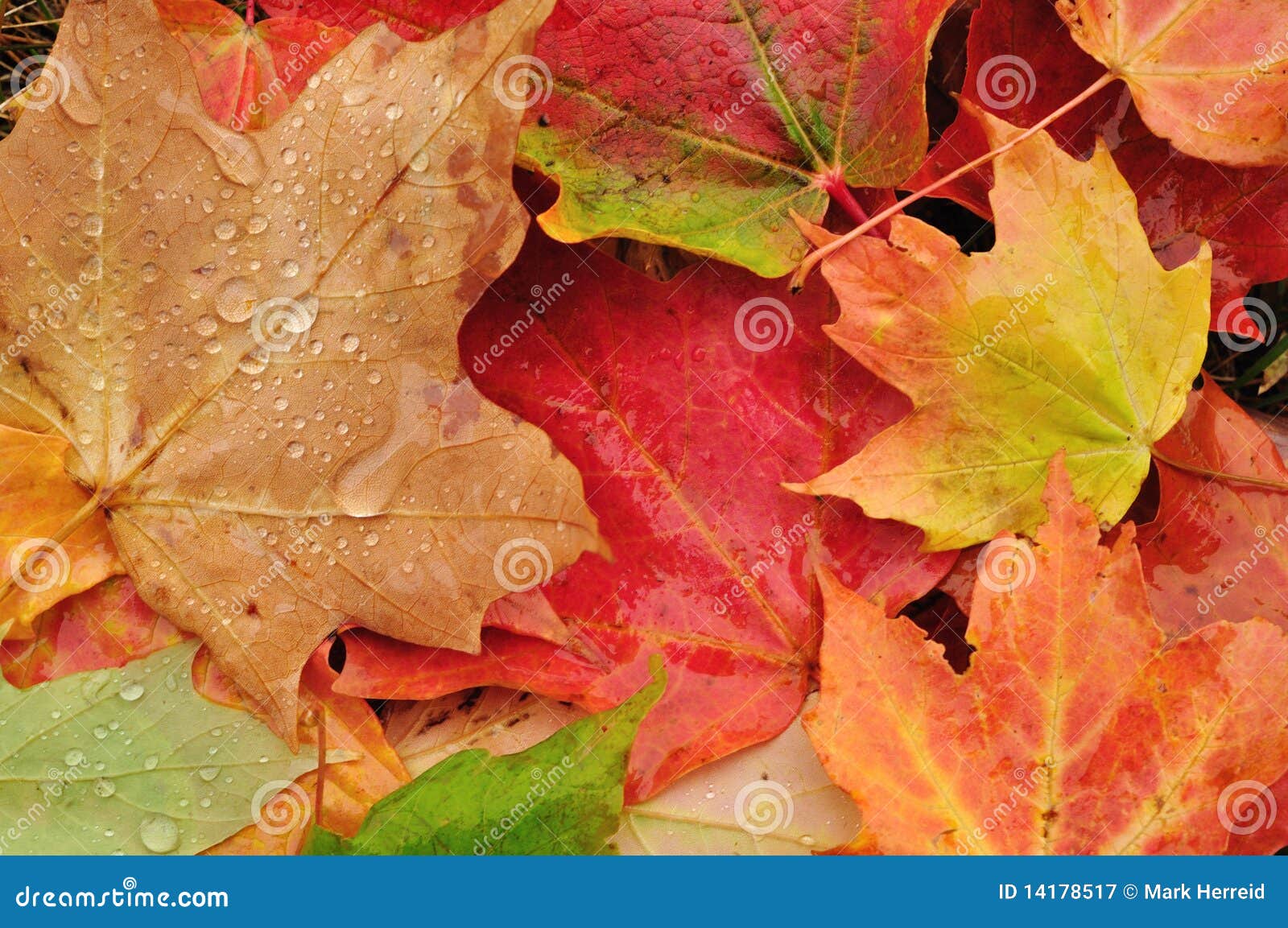 Close-up of a Colorful Maple Leaves Stock Image - Image of colorful ...
