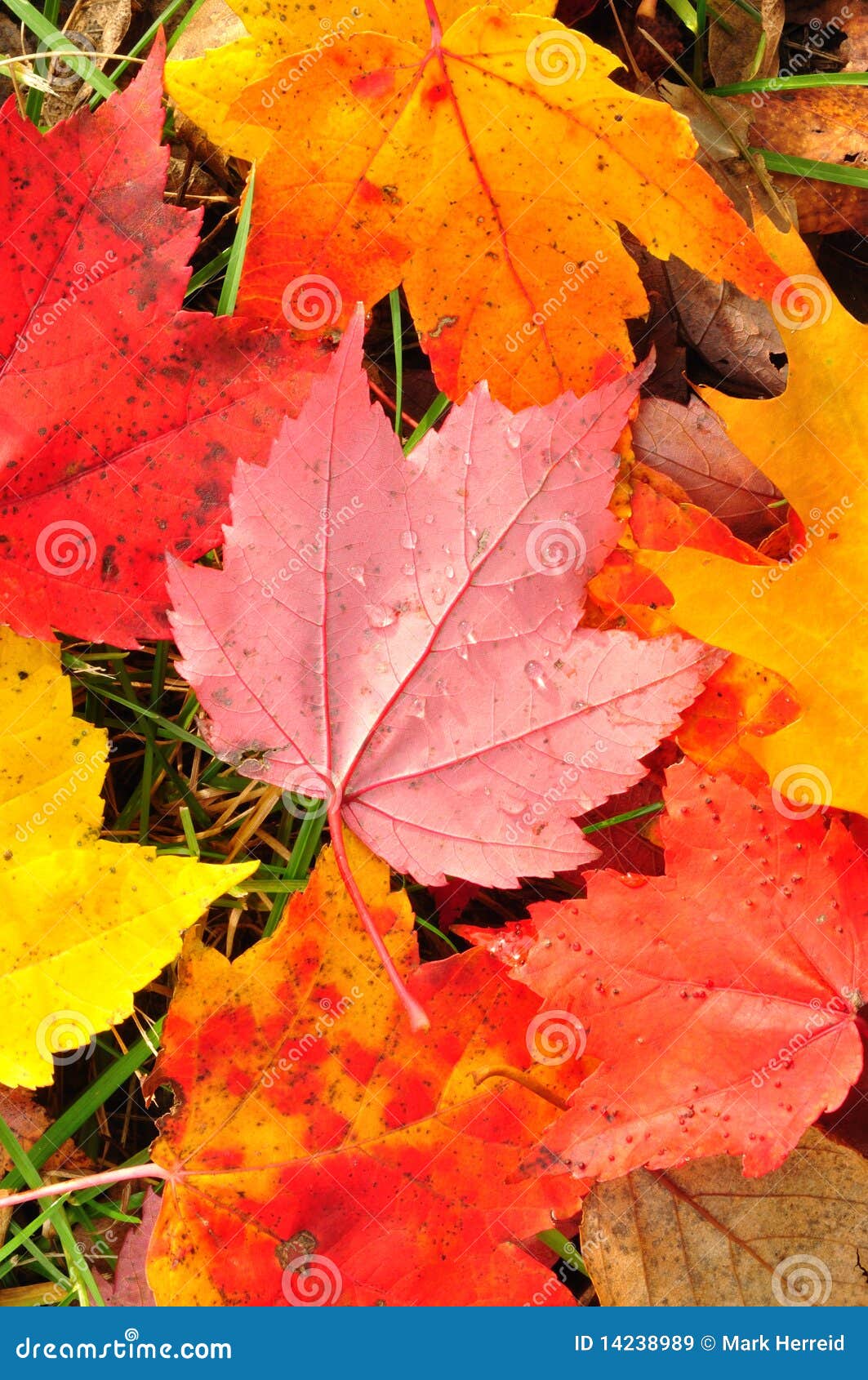 Close-up of a Colorful Maple Leaves Stock Image - Image of autumn ...