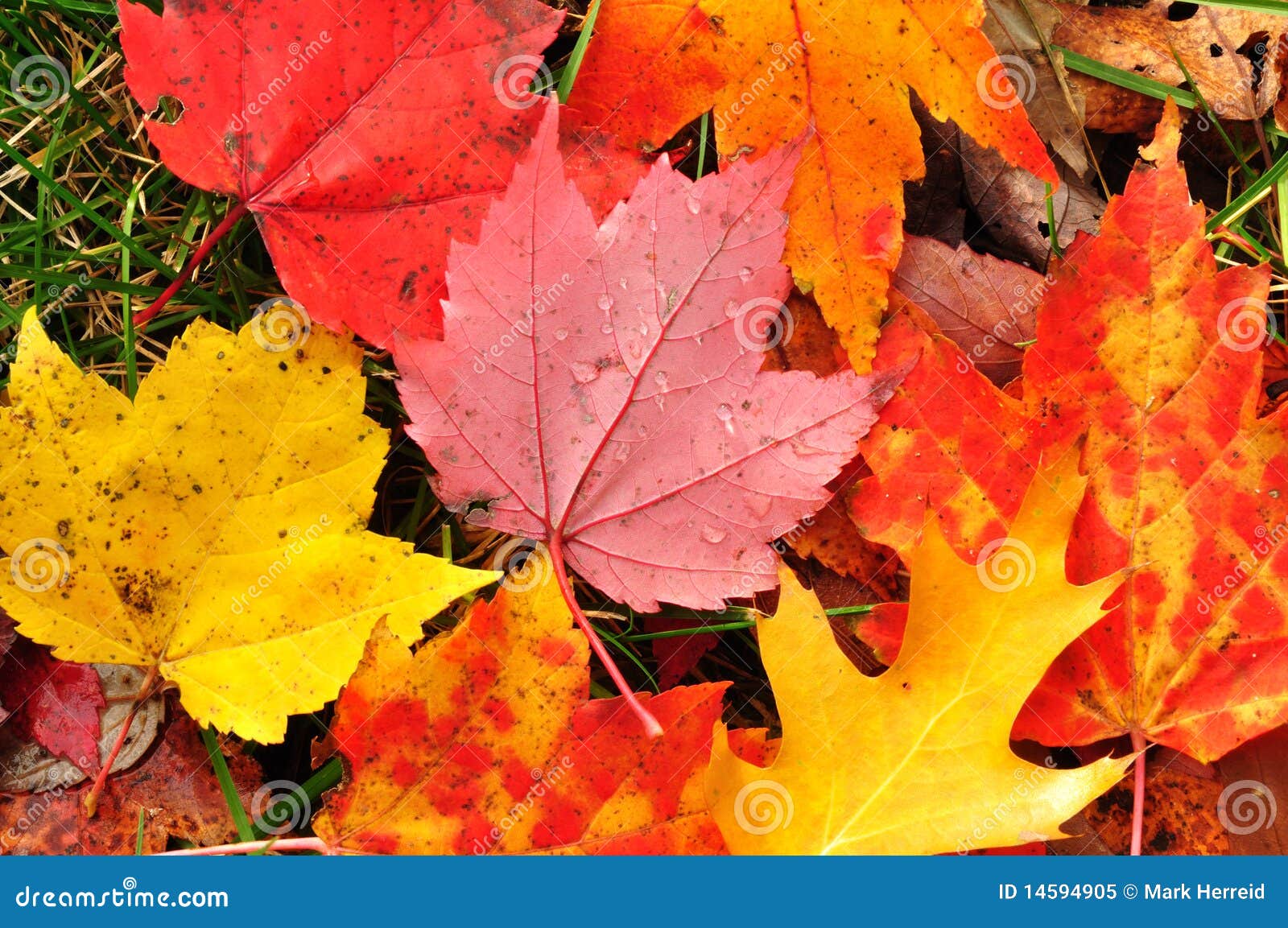 Close-up of a Colorful Maple Leaves Stock Image - Image of leaves ...