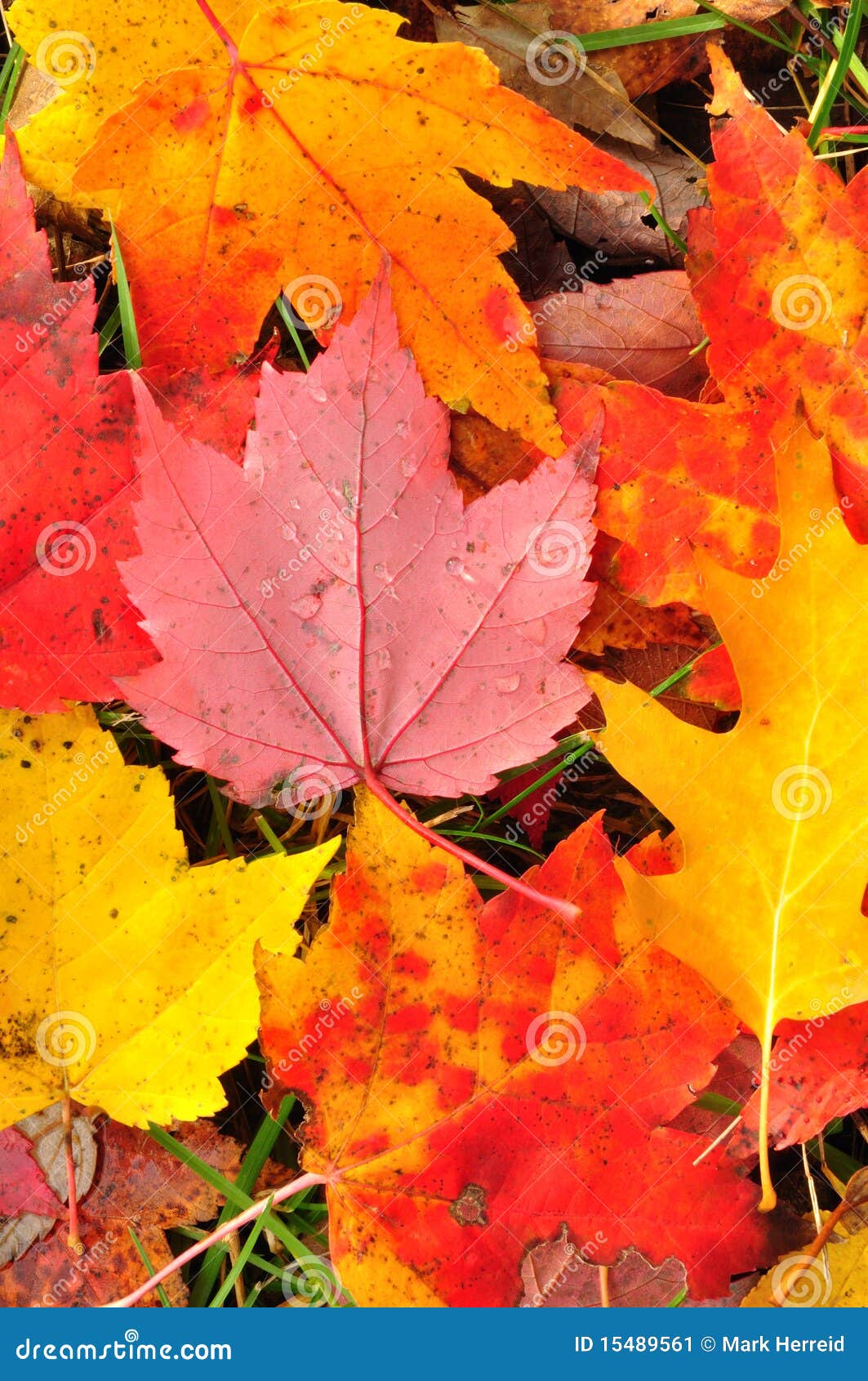 Close-up of a Colorful Maple Leaves Stock Image - Image of fall, maple ... Close-up of a Colorful Maple Leaves Stock Image - Image of fall, maple ...