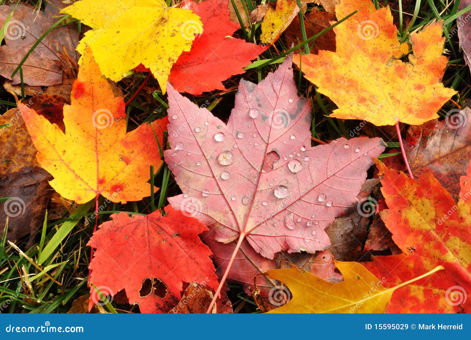 Close-up of a Colorful Maple Leaves Stock Image - Image of autumnal ...