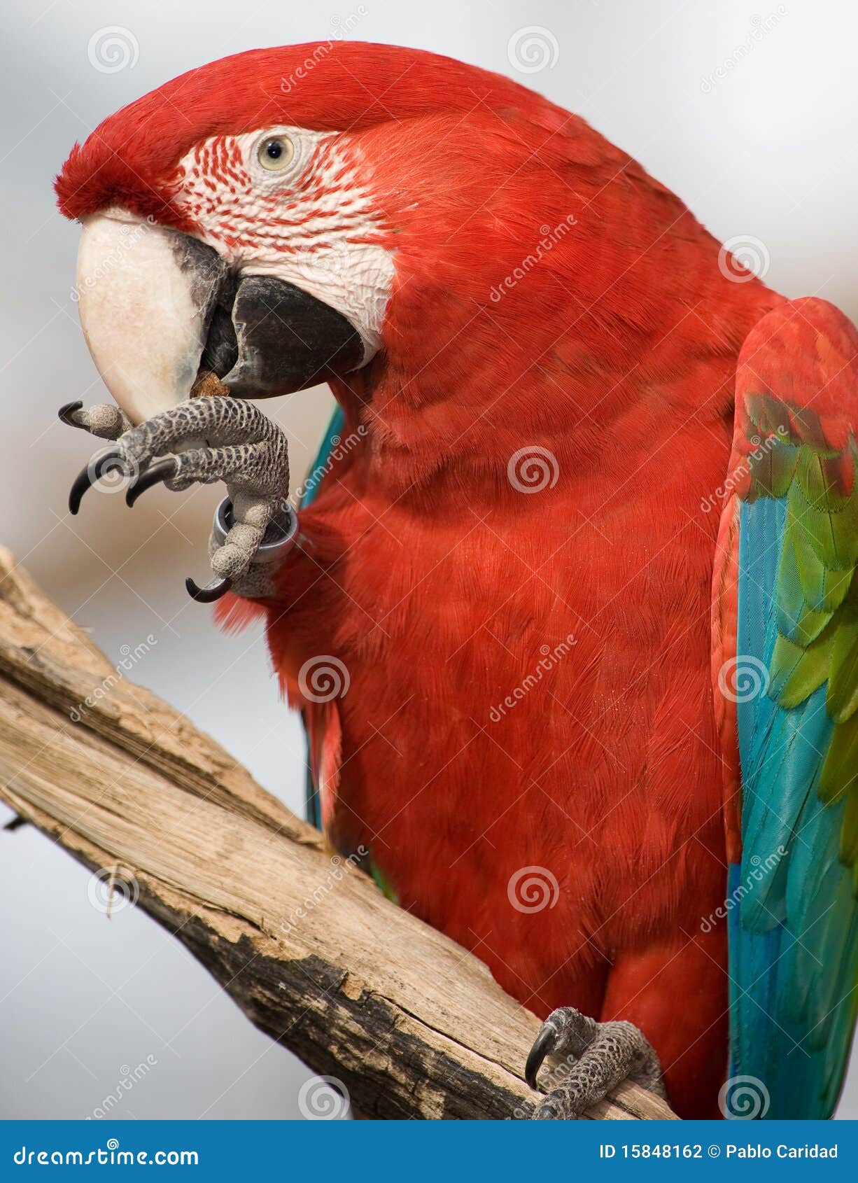 Close Up of a Colorful Parrot Eating. Stock Photo - Image of natural ...