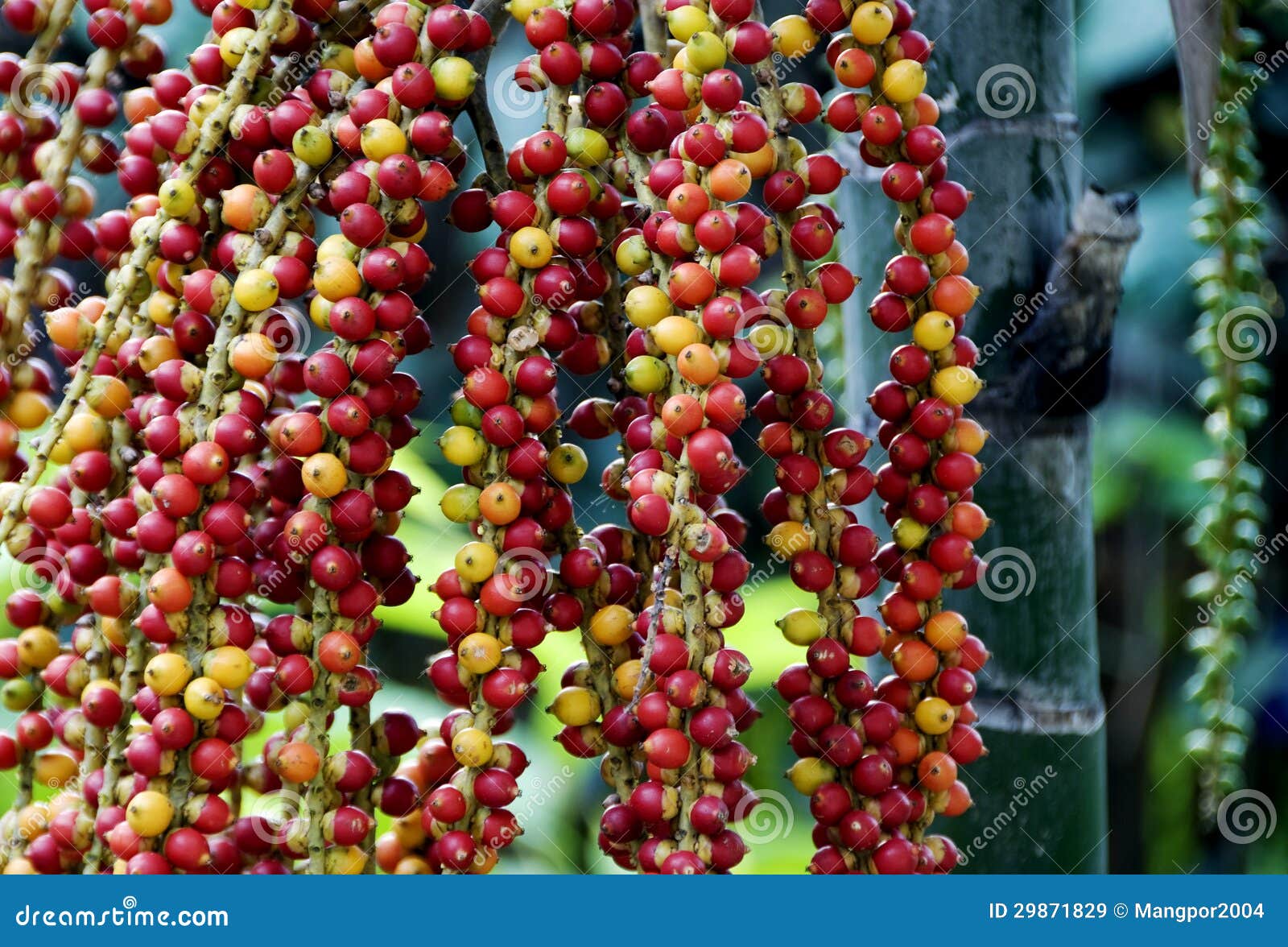 Plam seeds. stock image. Image of farmer, resources, asia - 29871829