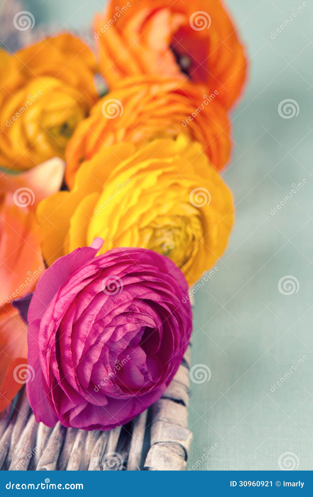 Close Up of Colorful Ranunculus Flowers Stock Image - Image of color ...