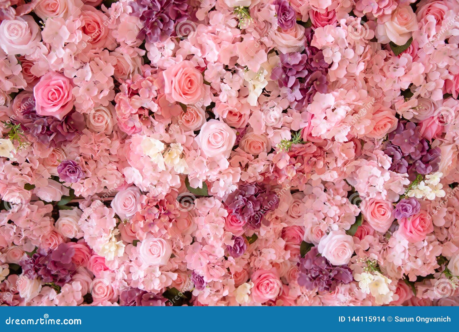 Close-up of Colorful Roses Backdrop Wall Stock Photo - Image of fresh ...