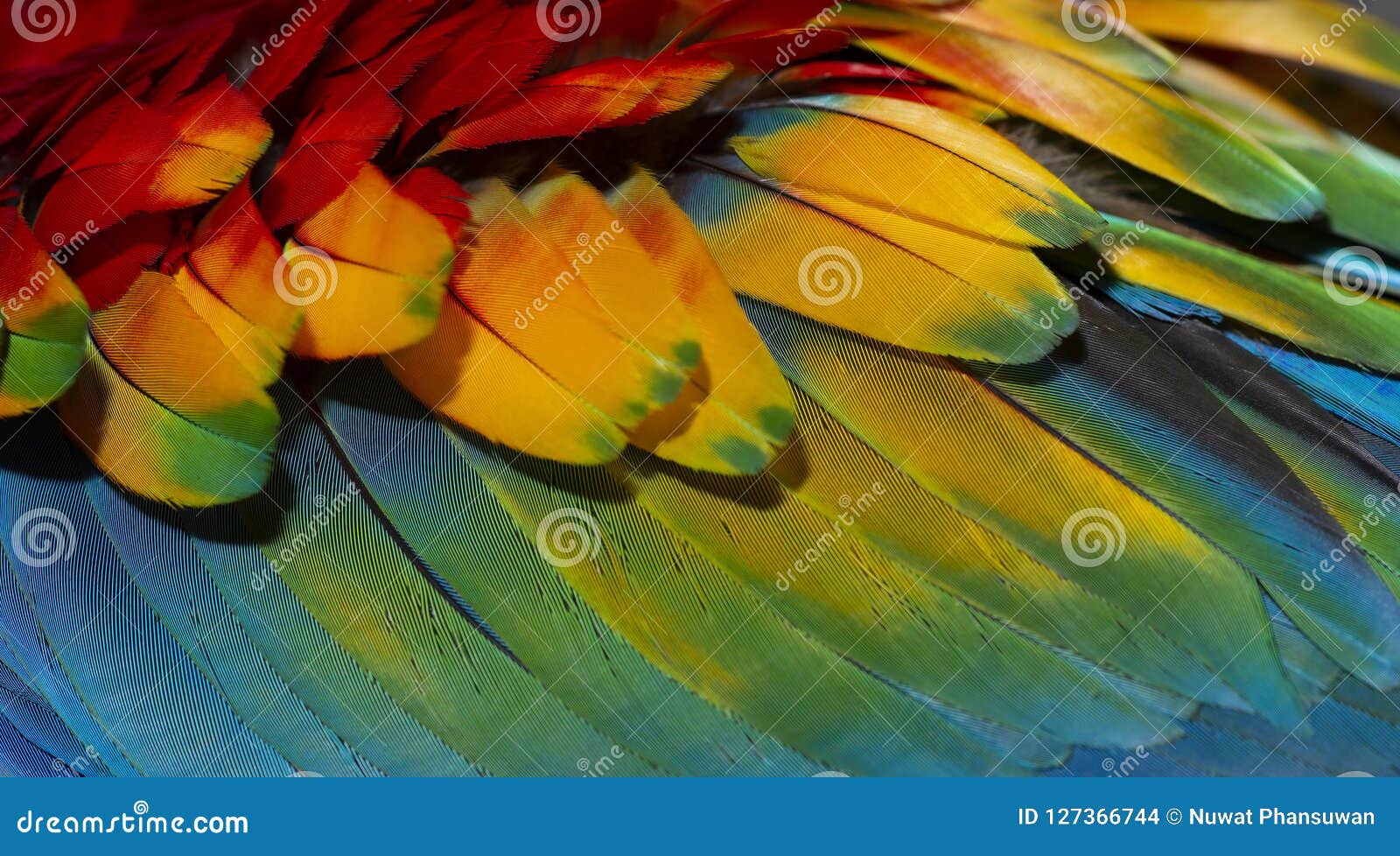 Close Up Colorful of Scarlet Macaw Bird`s Feathers with Red Yellow ... Close Up Colorful of Scarlet Macaw Bird`s Feathers with Red Yellow ...