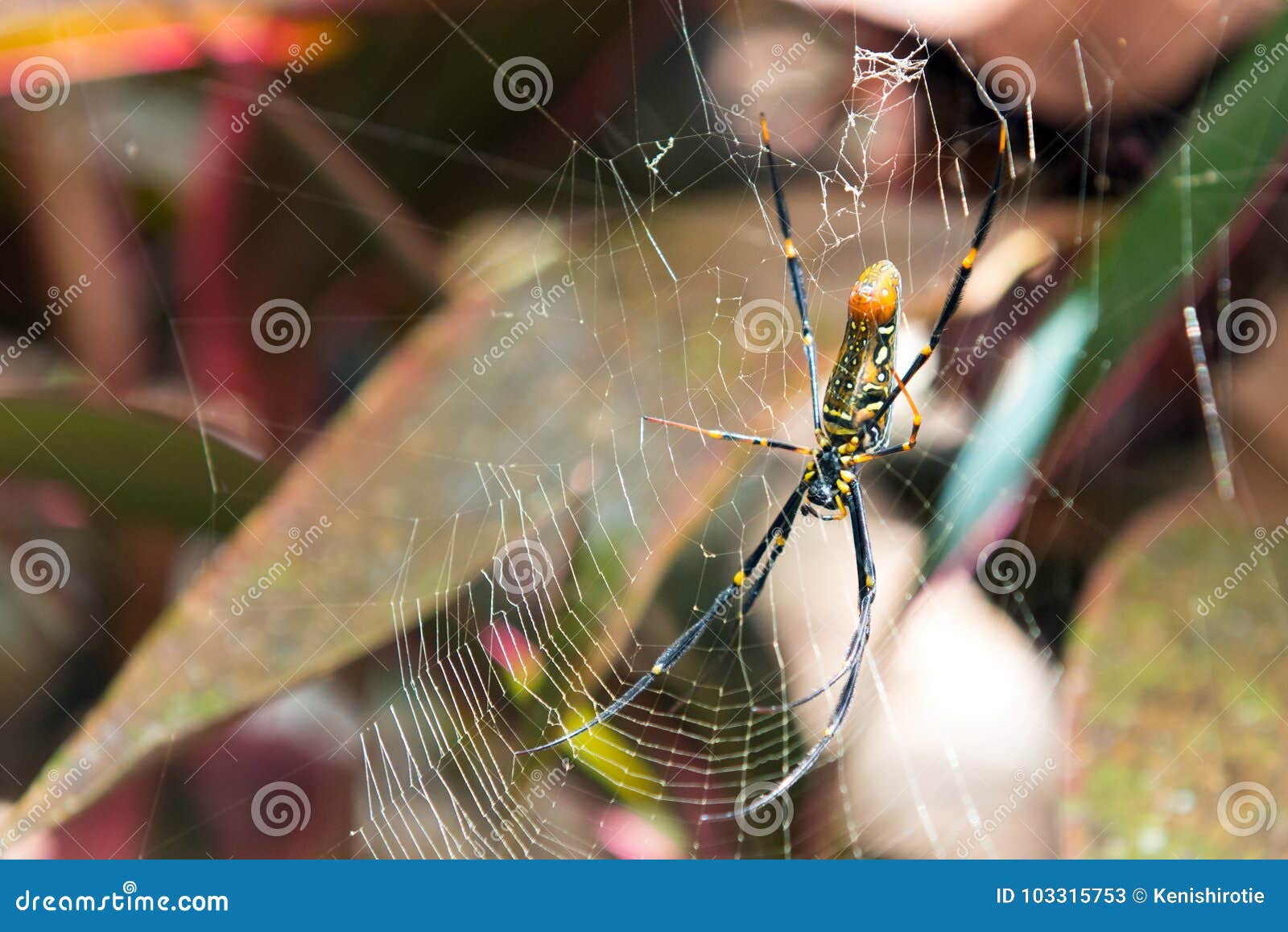 Spider making web stock image. Image of head, body, garden - 103315753