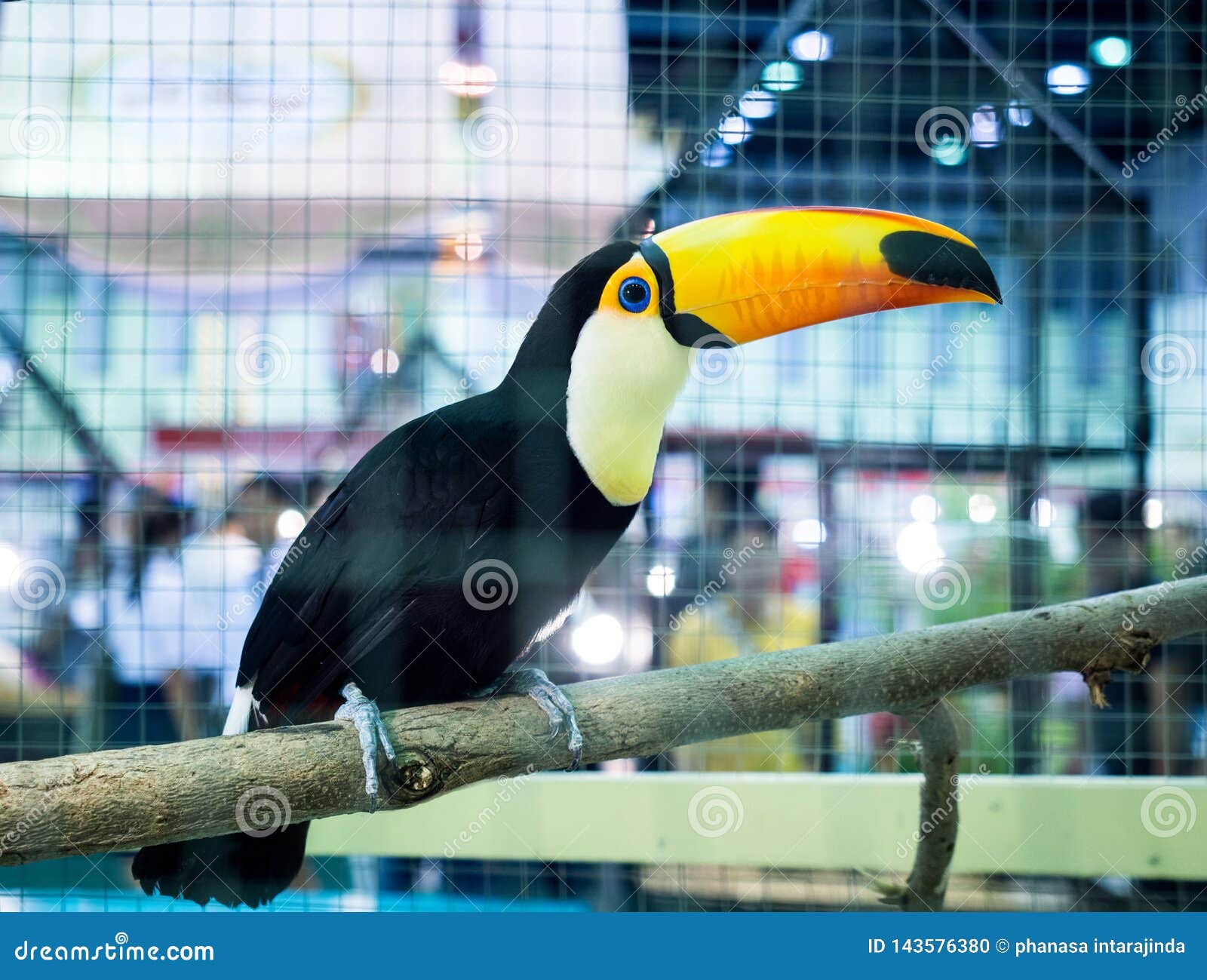 Close-up Colorful Toucan on Tree Branch in a Cage Stock Photo - Image ...