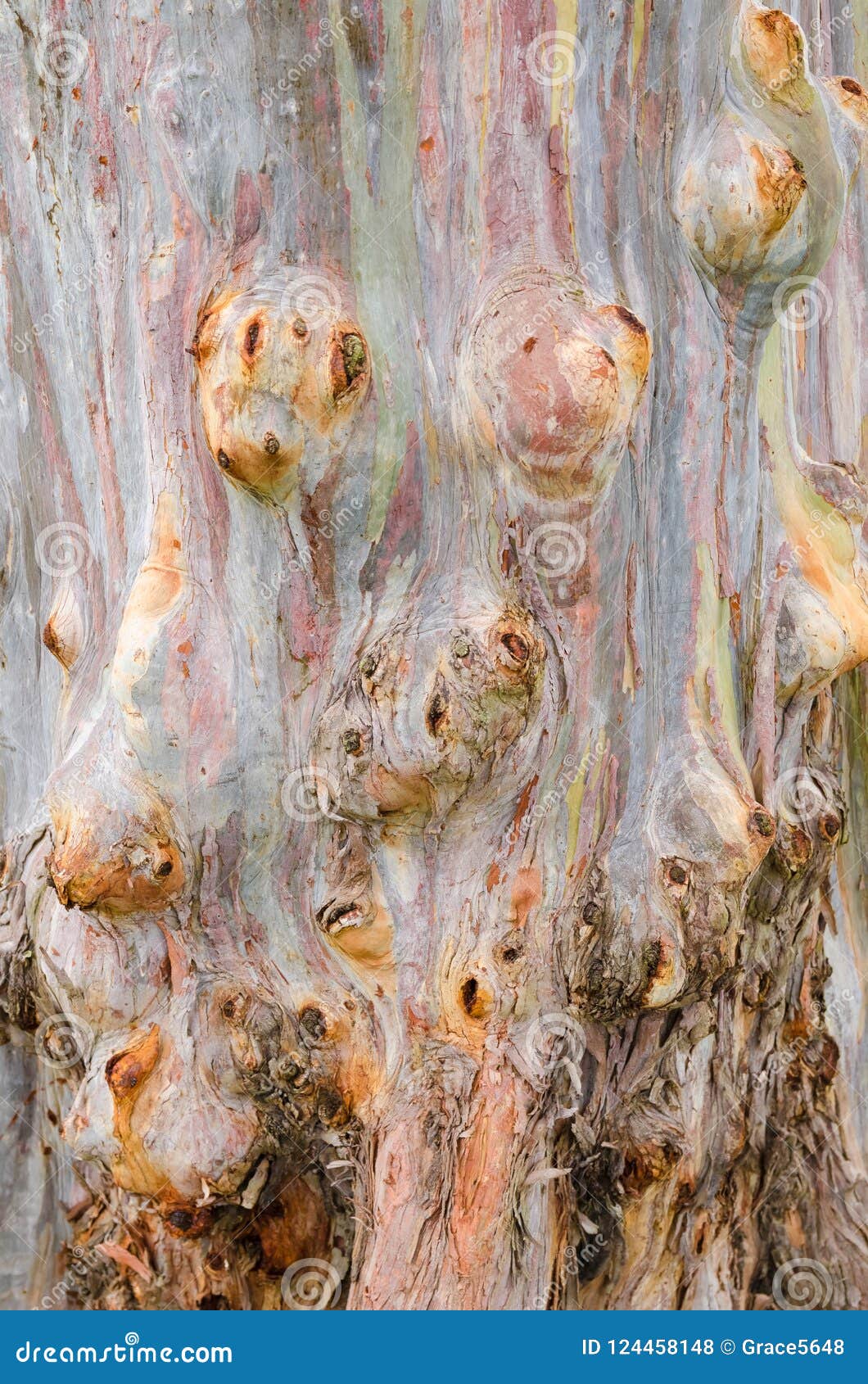 Colorful Trunk of the Rainbow Eucalyptus Tree. Stock Photo - Image of ...