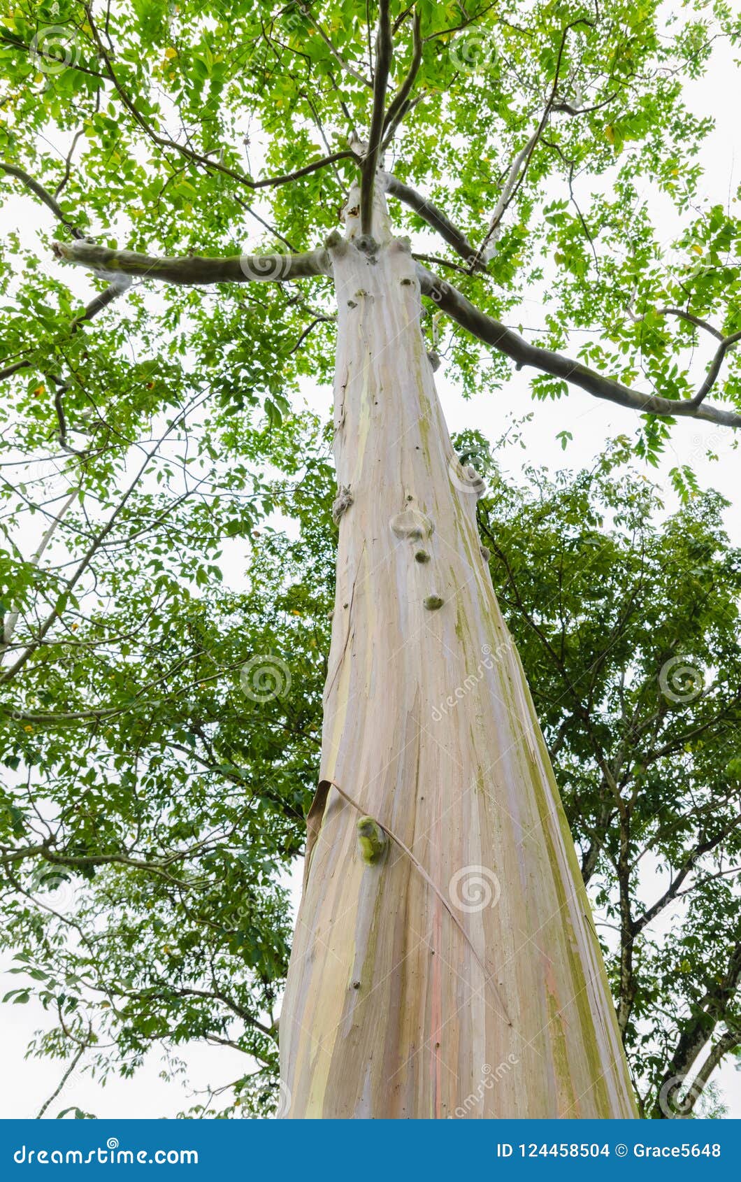 Colorful Trunk of the Rainbow Eucalyptus Tree. Stock Photo - Image of ...