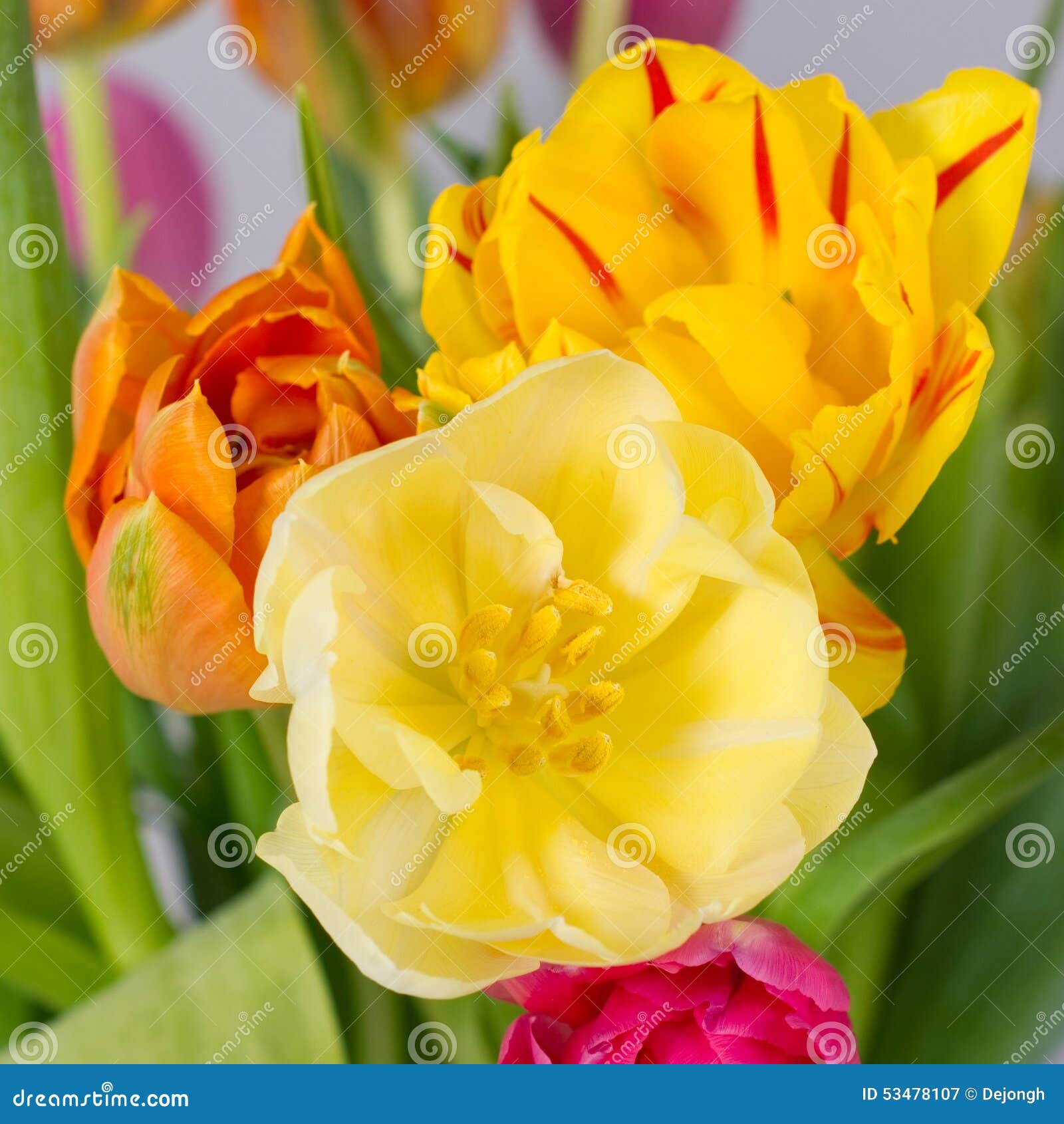 Close-up of Colorful Tulips Stock Image - Image of life, colored: 53478107
