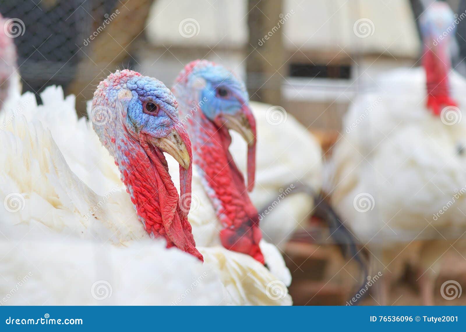 Close Up of a Colorful Turkey at Farm Stock Photo - Image of crest ...
