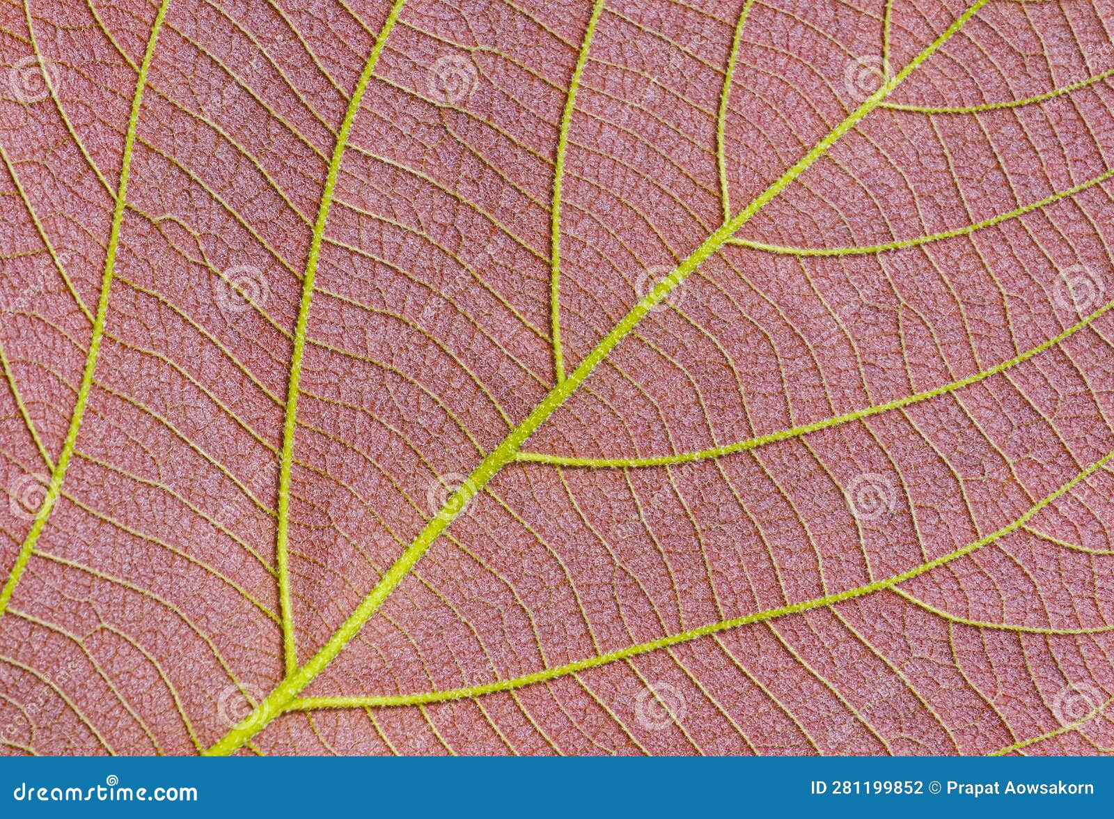 Close Up of Colorful Ventral Side of Young Moonlight Tree Leaf Texture ...