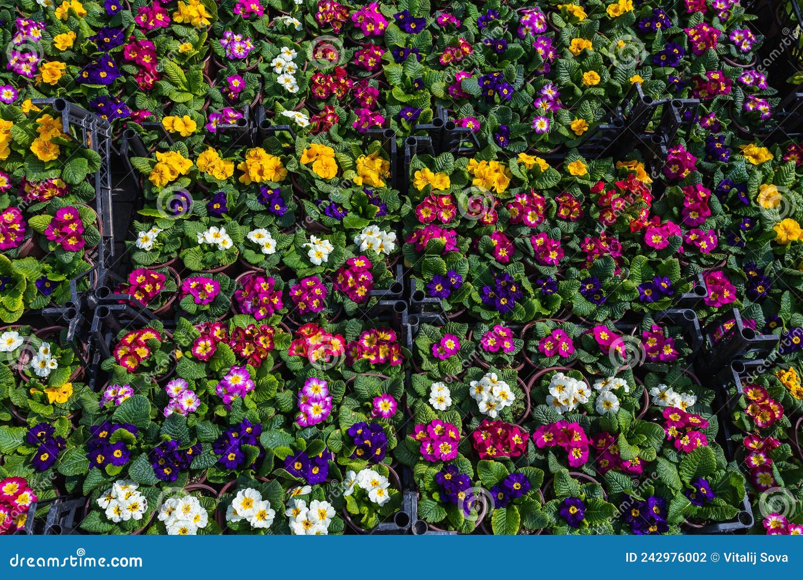 Close-up stock photo. Image of leaf, gardening, blue - 242976002