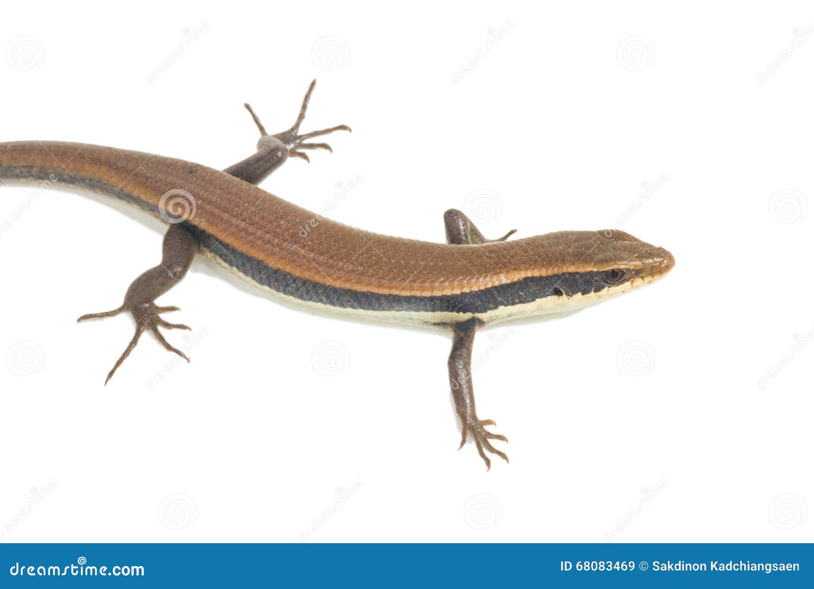 Close Up of a Colorful Wild Lizard (Agamidae) Stock Image - Image of ...