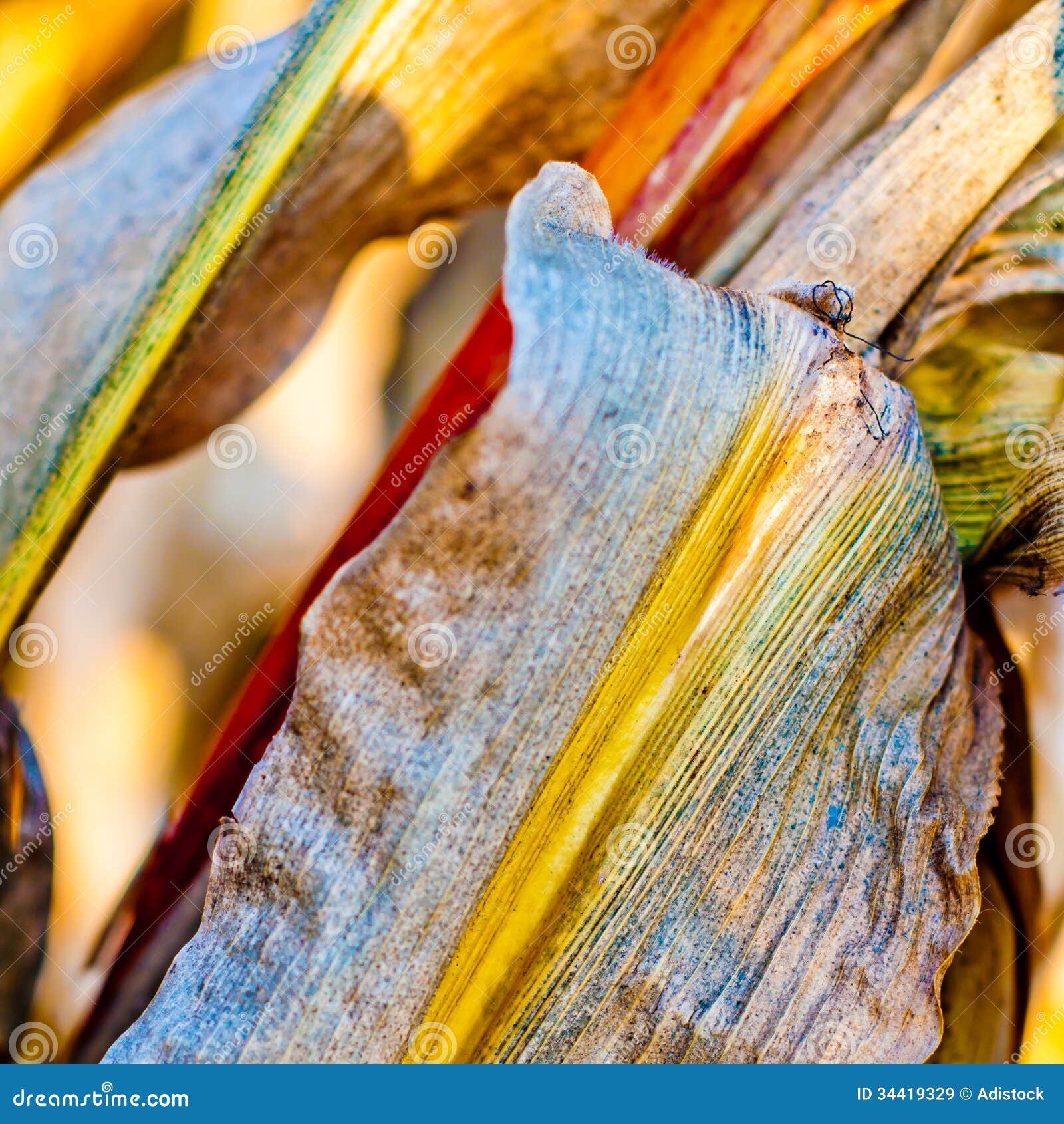 Close Up Colorido Da Folha Do Milho Imagem de Stock - Imagem de rural ...