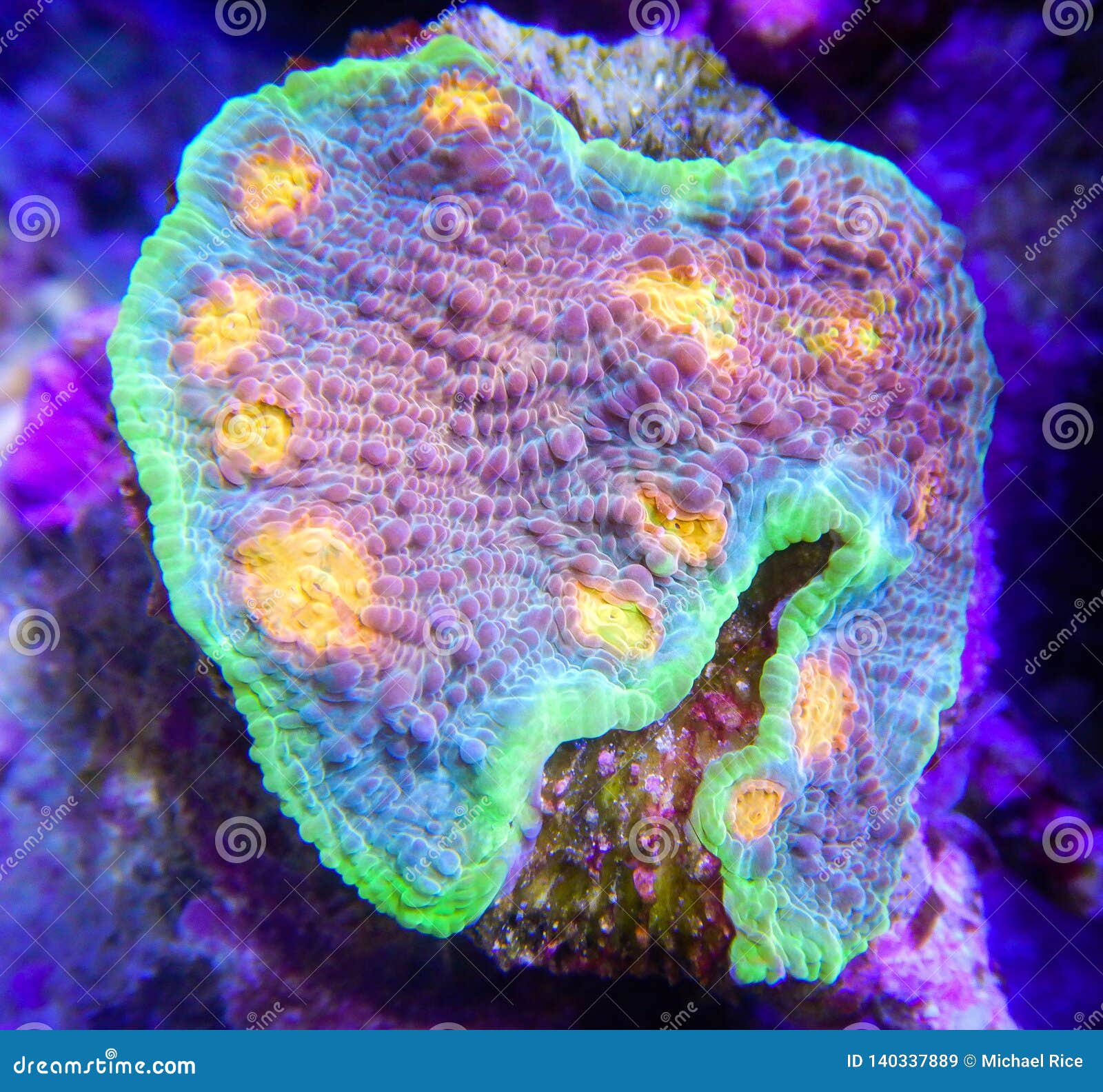 Echinopora chalice coral stock image. Image of echinopora - 140337889