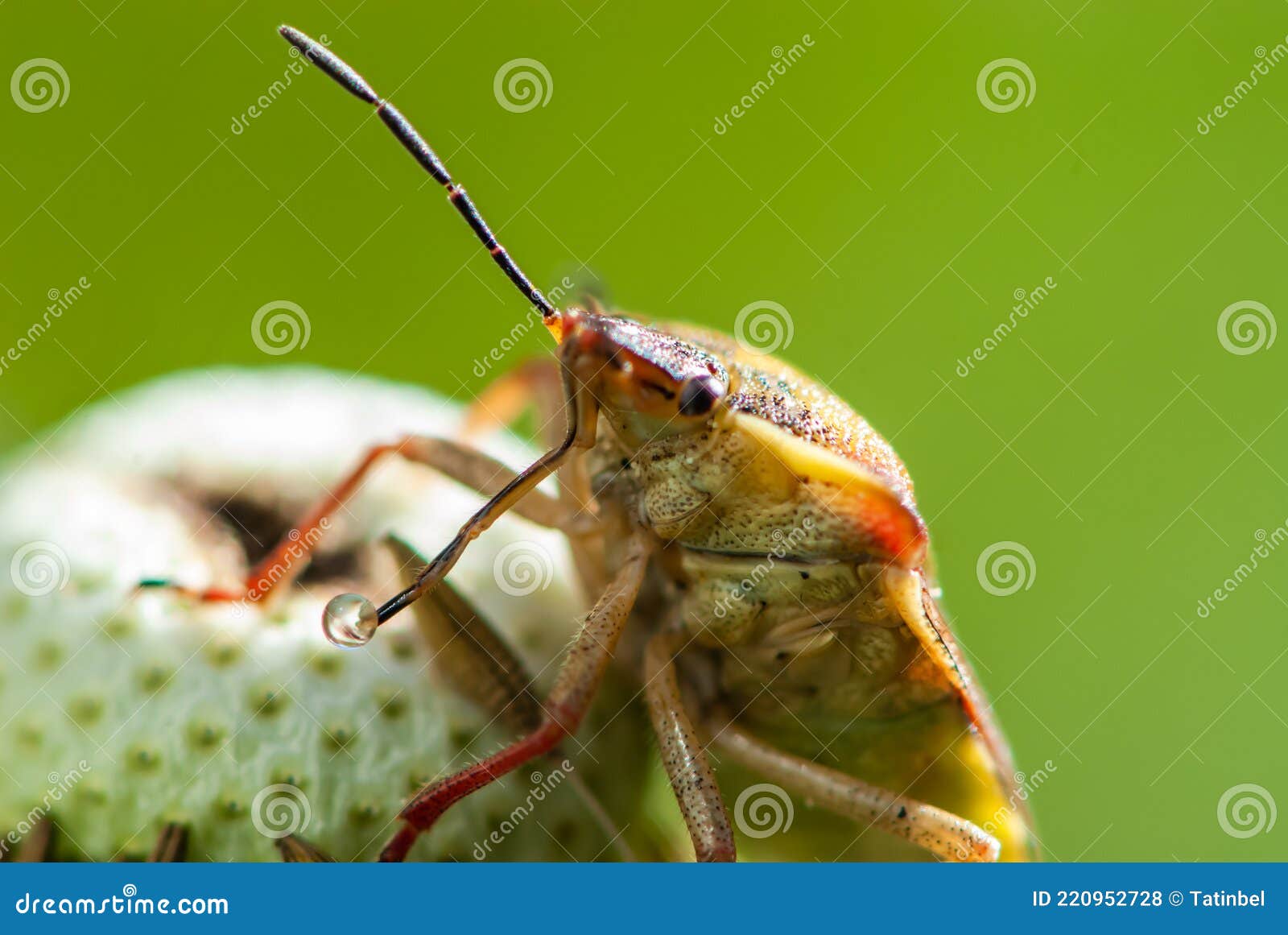 Close-up Colourful Funny Shield Bug or Stink Bug on Dandelion with a ...