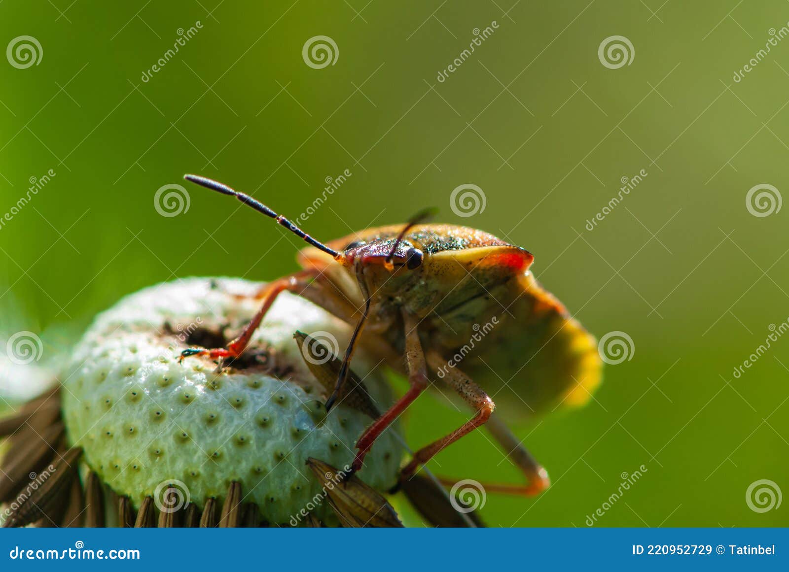Close-up Colourful Funny Shield Bug or Stink Bug on Dandelion with a ...