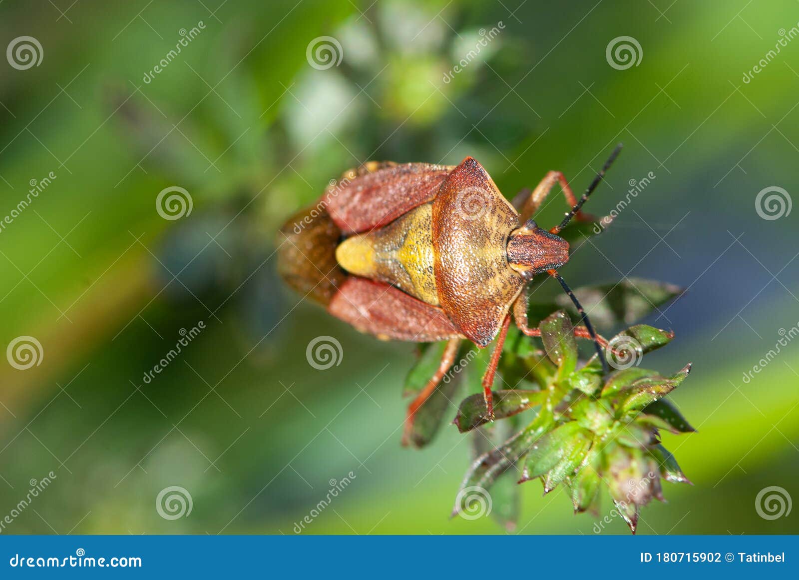 Close-up Colourful Shield Bug or Stink Bug in Green Grass Stock Photo ...