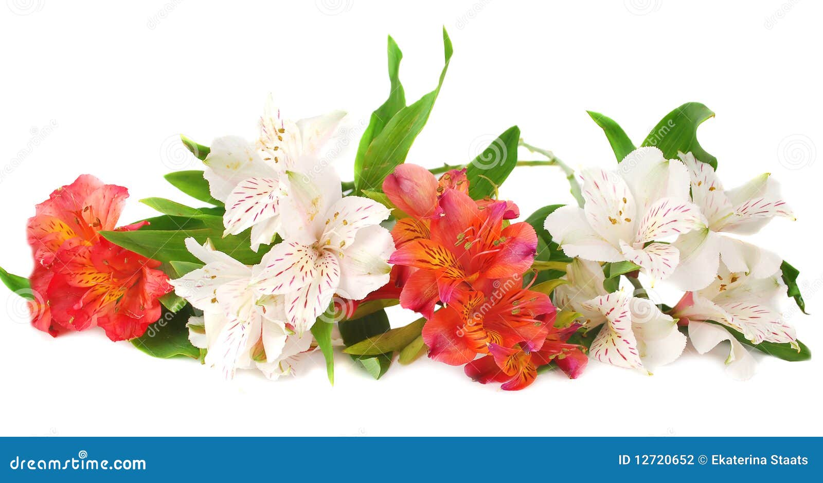 Close-up of Colourful Summer Flowers Mix. Stock Photo - Image of ...