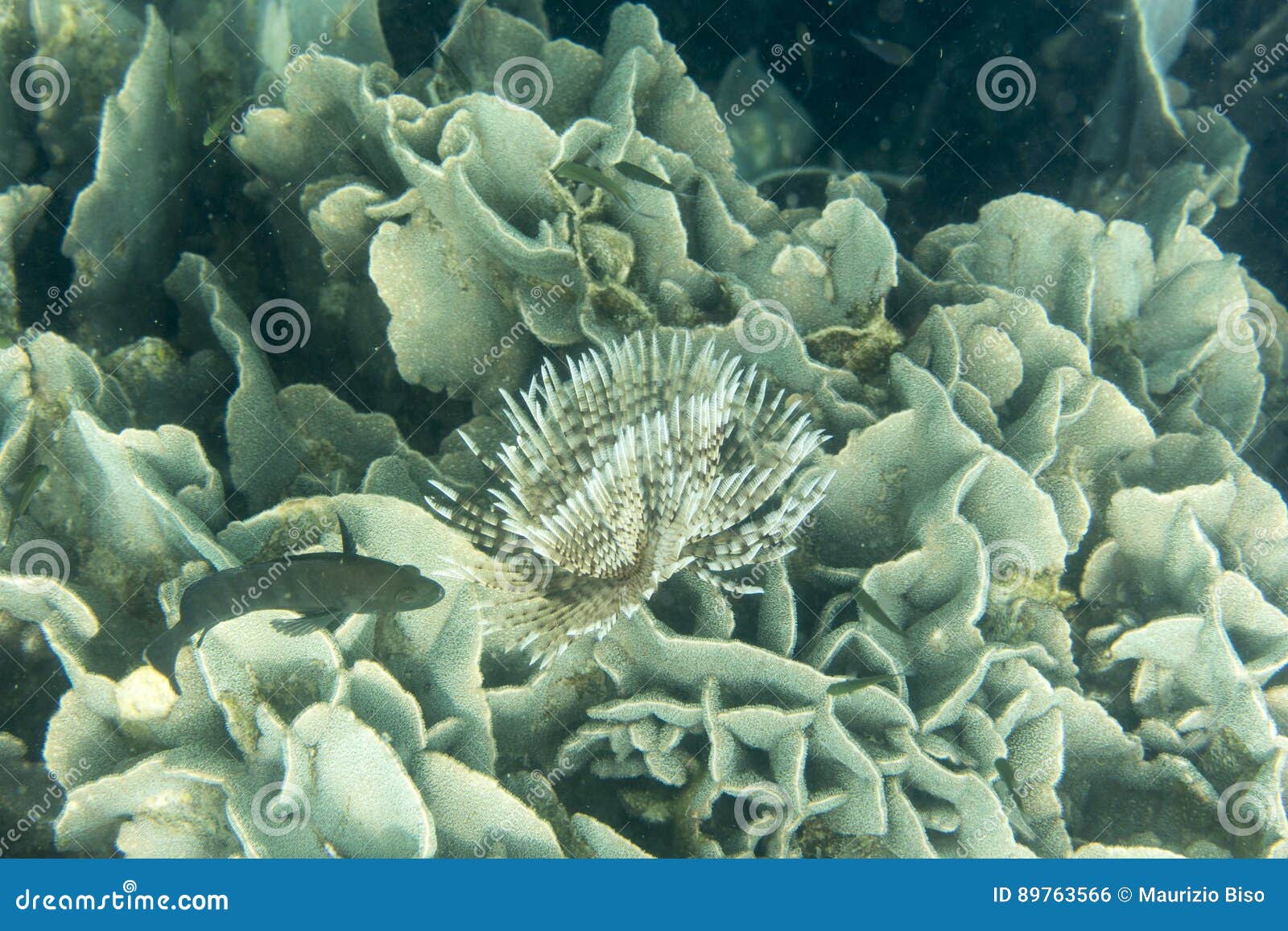 Close Up of a Colourful Underwater Tube Worm Stock Photo - Image of ...