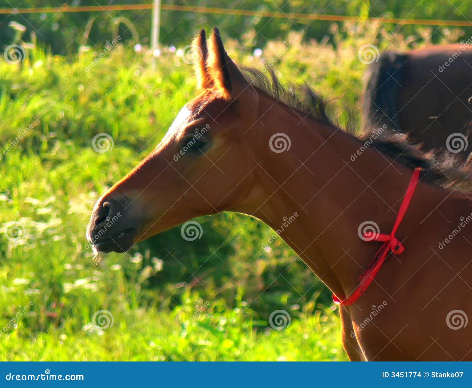 Close-up colt head stock photo. Image of sorrel, meadow - 3451774
