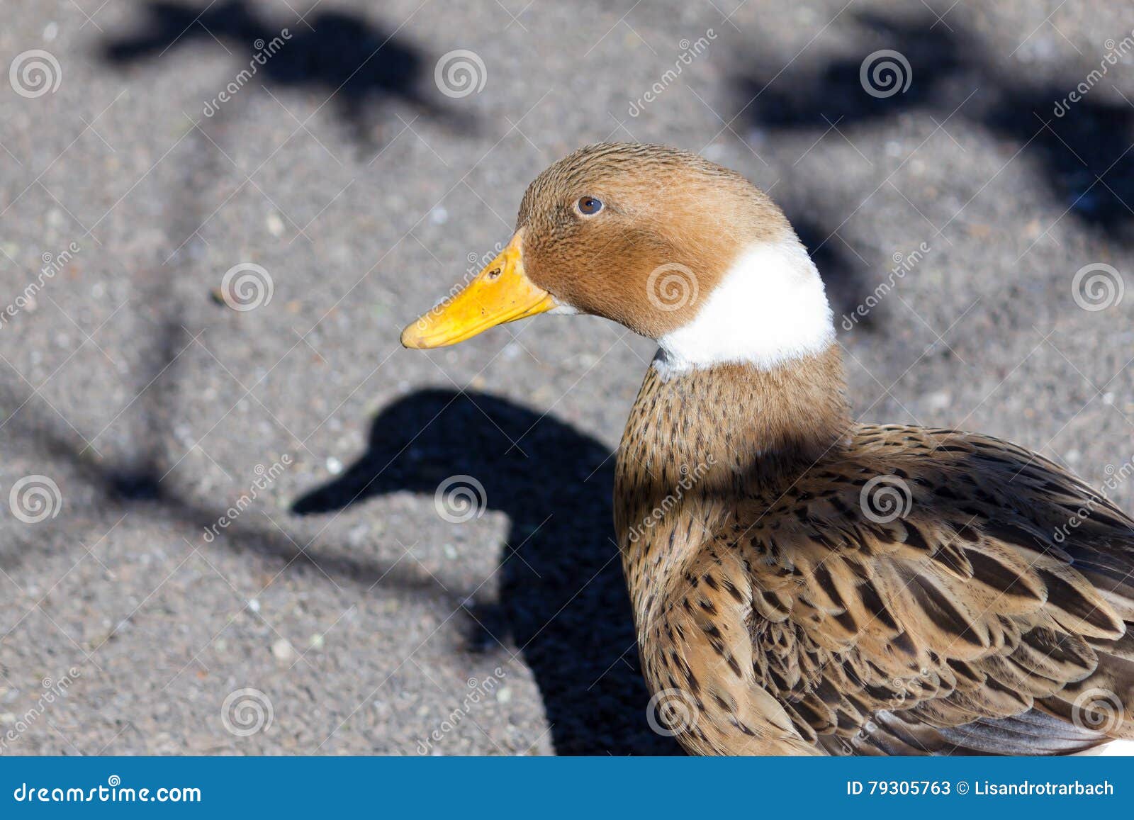Close Up Com Detalhes De Uma Cara Do Pato Imagem de Stock - Imagem de ...
