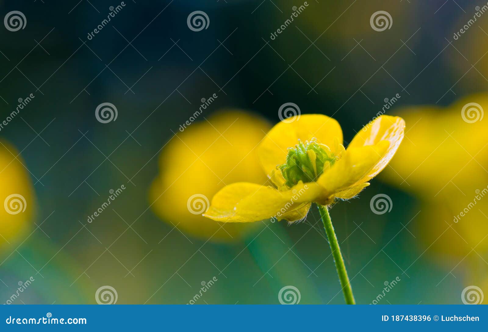 Close Up of a Common Buttercup Flower Stock Photo - Image of green ...