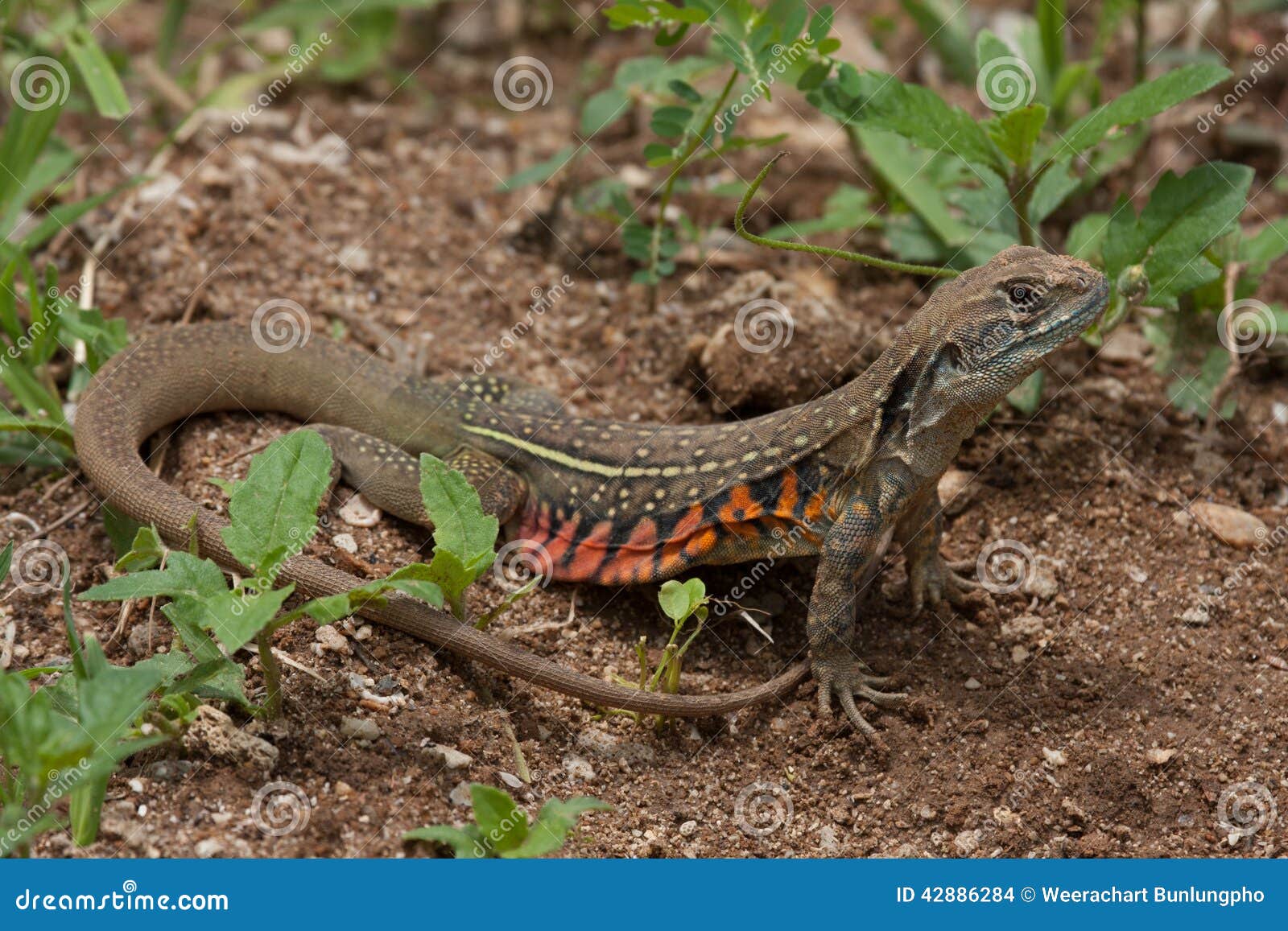 A Close Up of Common Butterfly Lizard on the Ground Stock Photo - Image ...
