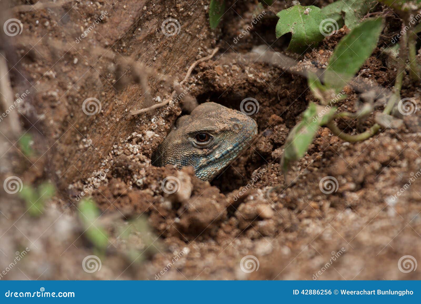 A Close Up of Common Butterfly Lizard in the Hole Stock Photo - Image ...