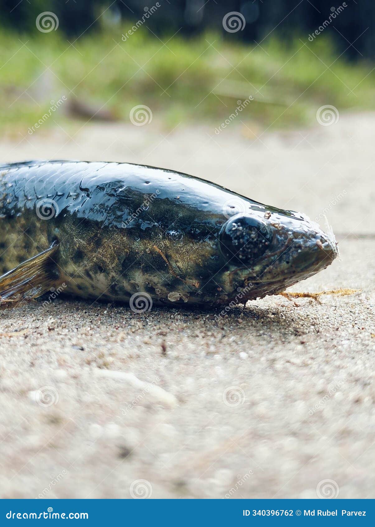 Close-up of a Common Catfish Lying on the Ground. Stock Photo - Image ...