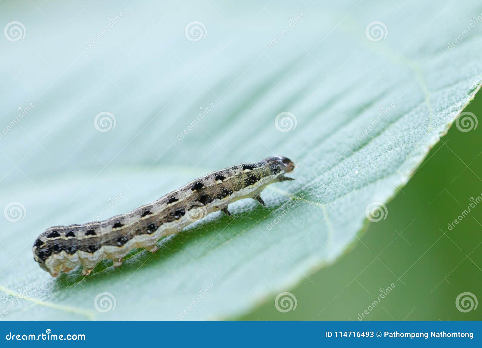 Common cutworm on leaves stock image. Image of branches - 114716493