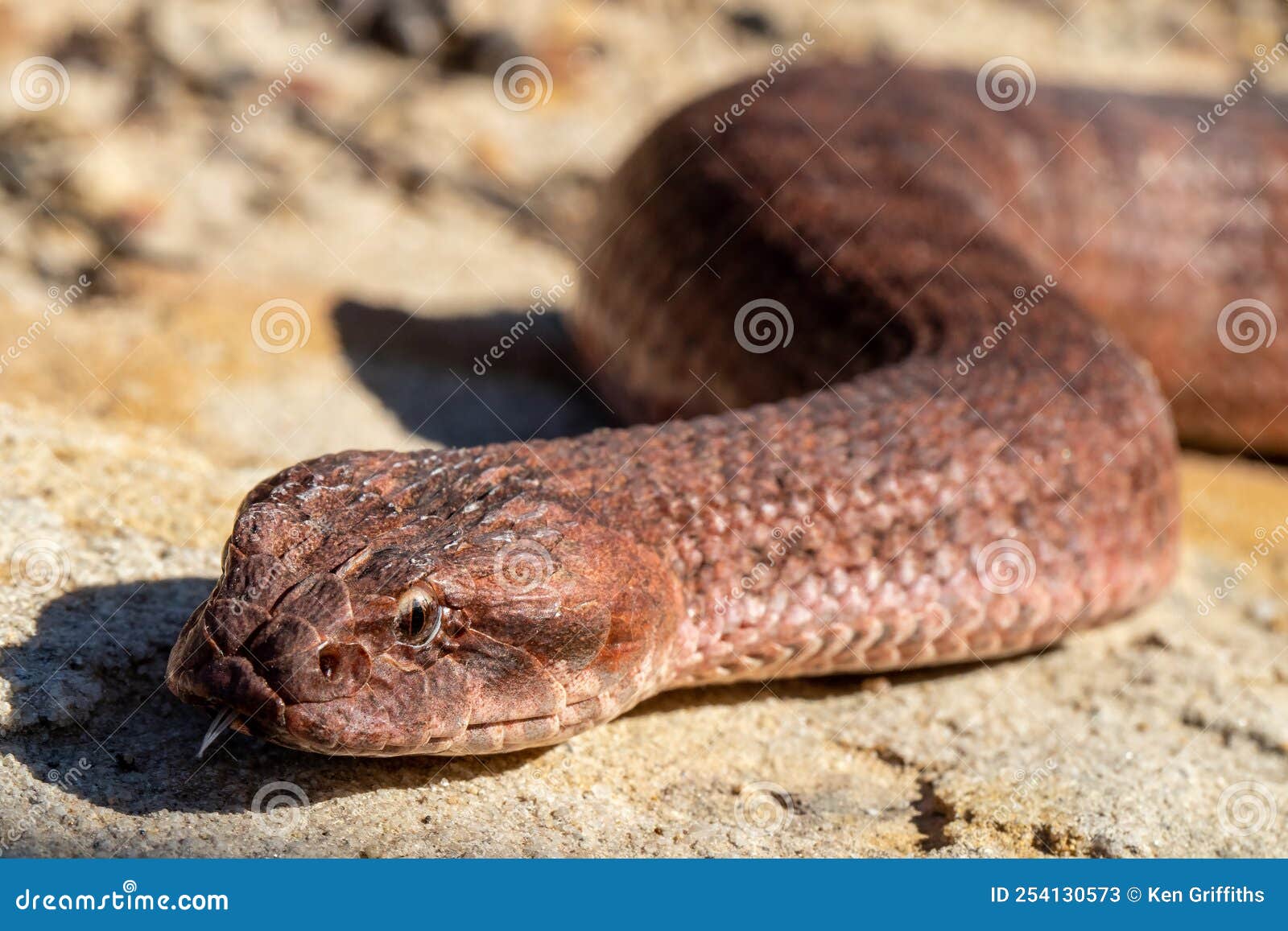 Common Death Adder stock image. Image of dangerous, australia - 254130573