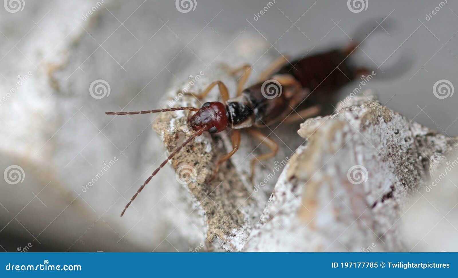 Close up of an earwig stock image. Image of close, insect - 197177785