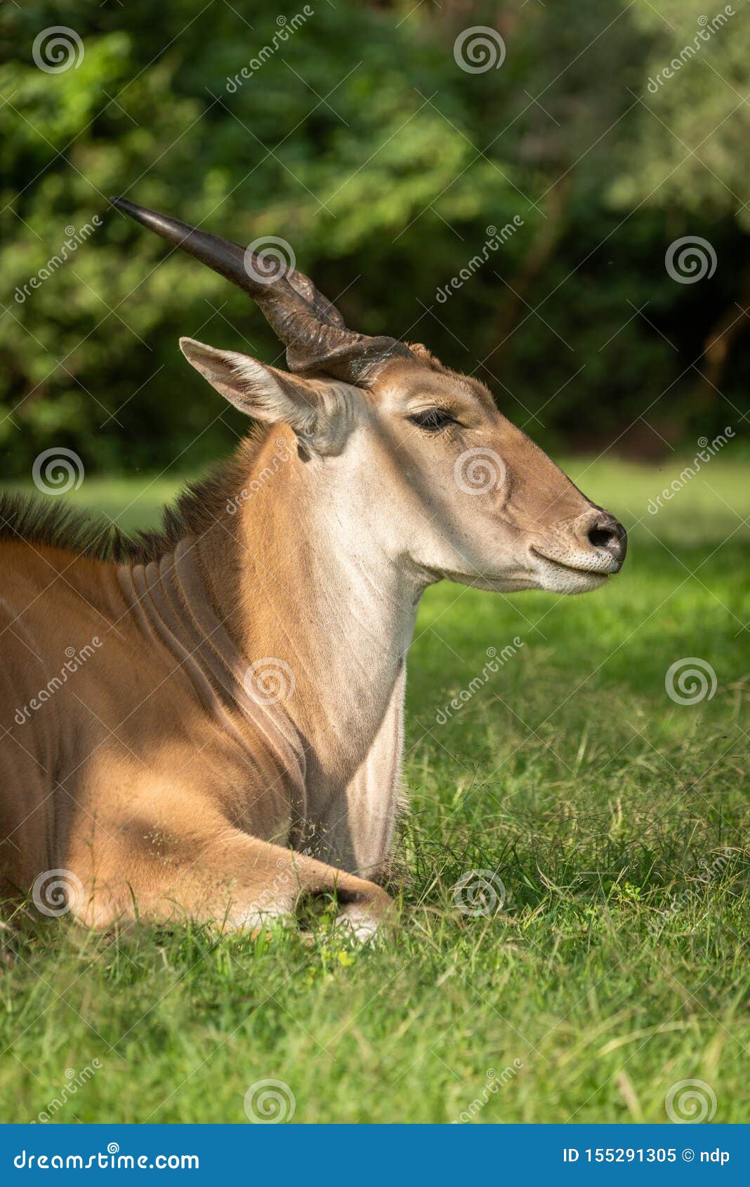 Close-up of Common Eland Lying in Sunshine Stock Image - Image of lying ...