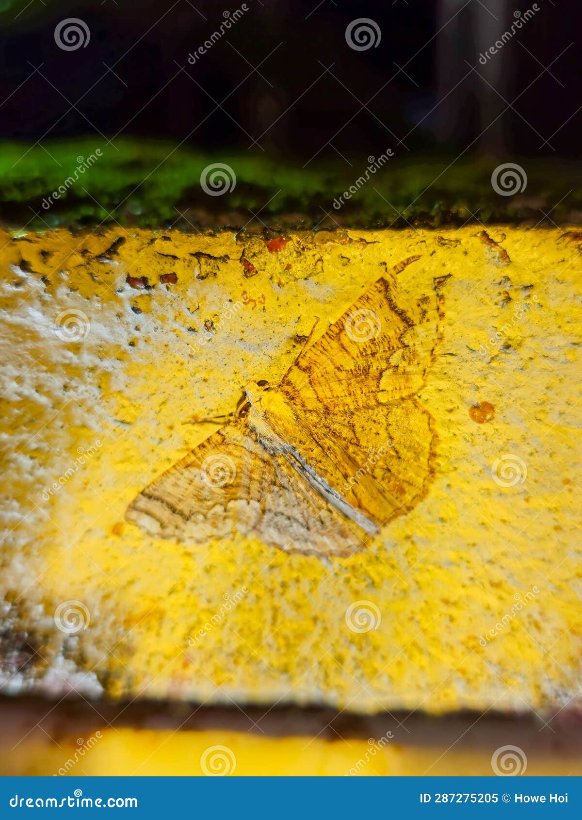 Close Up a Common Emerald Moth Perching on a Wall in the Night Stock ...
