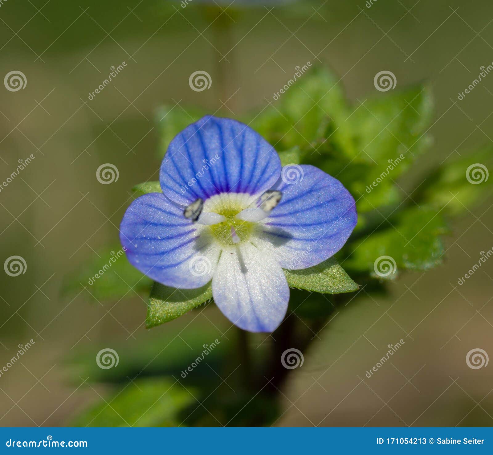 Close Up of Common Field Speedwell Stock Image - Image of blue, macro ...