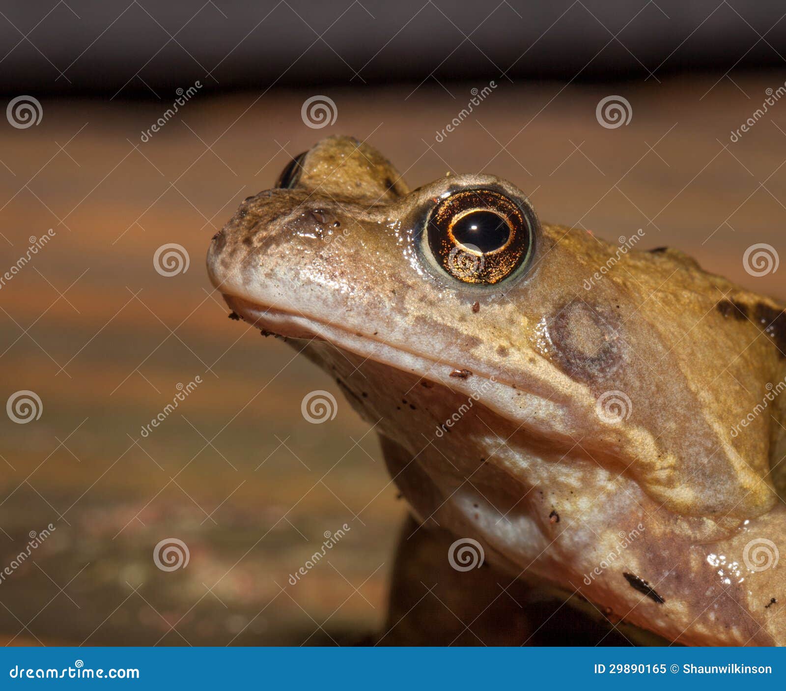 Common frog stock image. Image of head, warts, animal - 29890165
