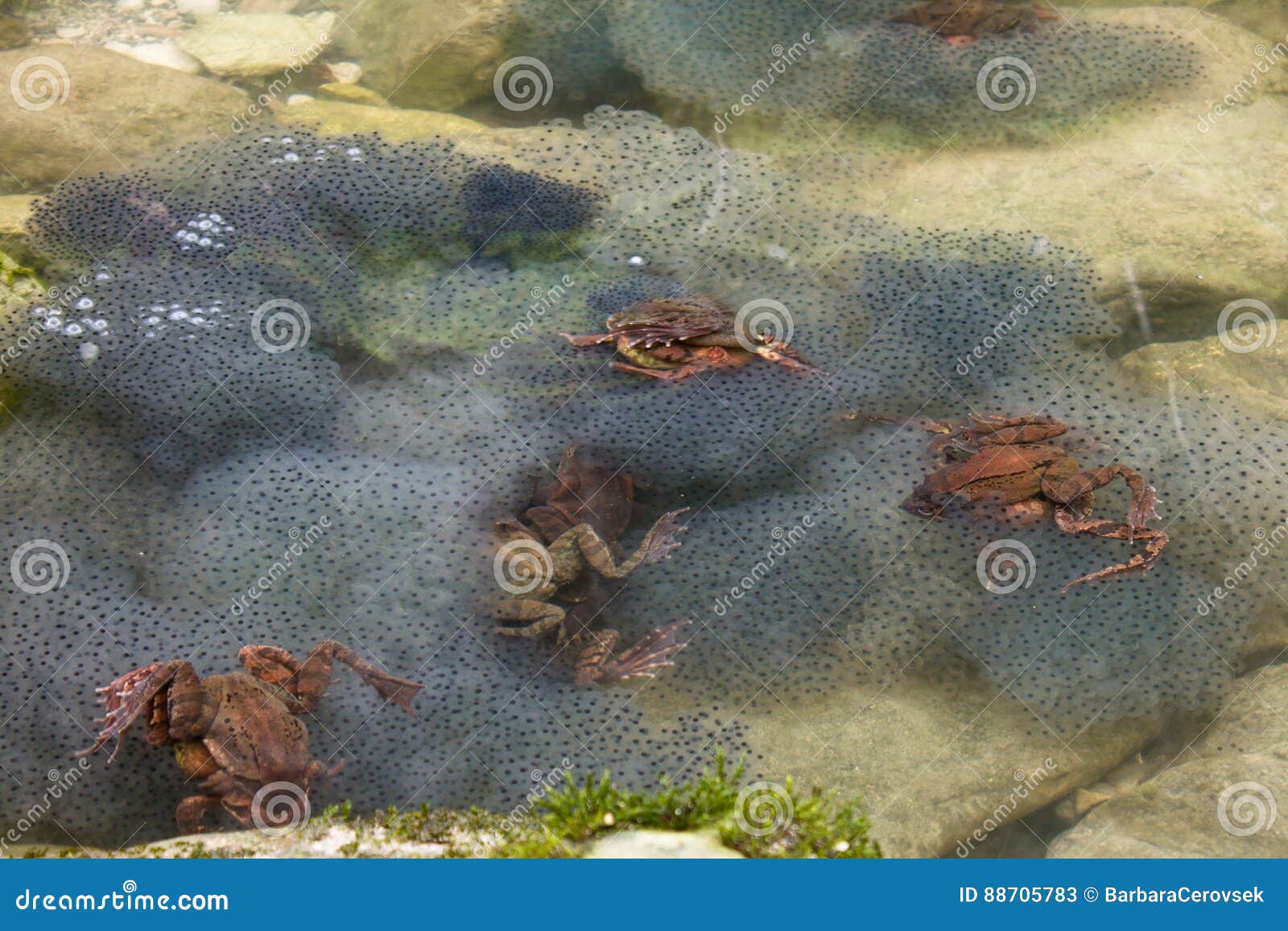 Close Up of Common Frogs Reproducing in River Stock Image - Image of ...