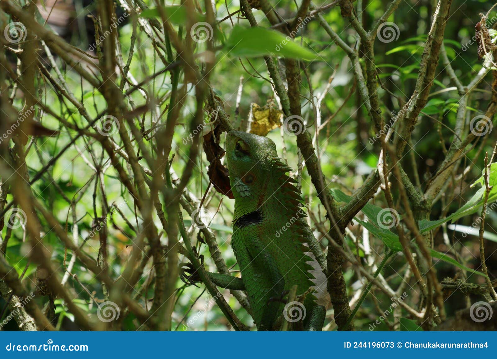 Close Up of a Common Green Forest Lizard S Upper Body Part Vertical ...