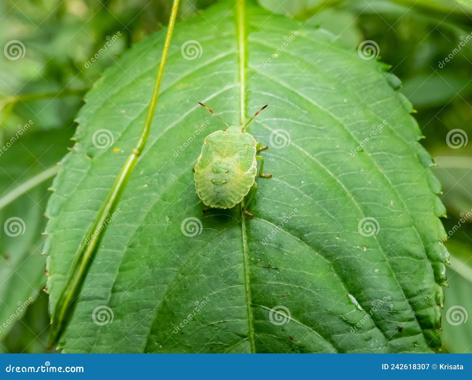 Close-up of the Common Green Shieldbug Palomena Prasina in the Fifth Developmental Stage 5th ...
