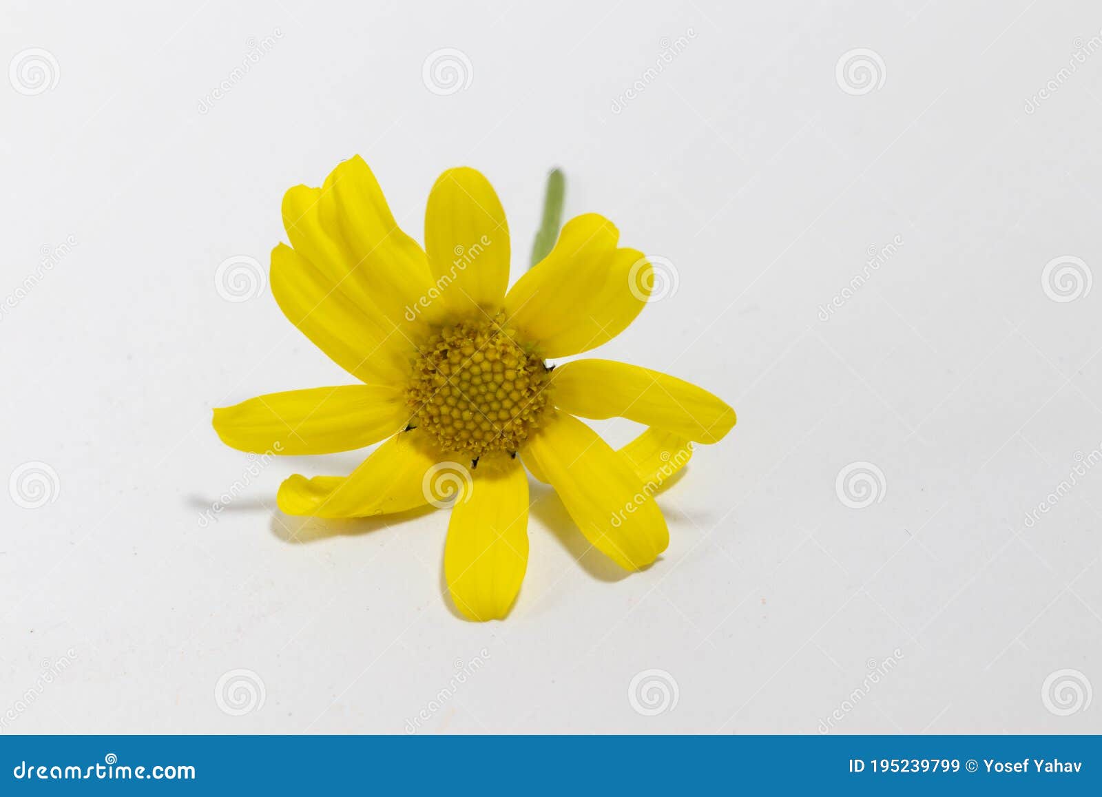 Close-up of Common Groundsel Yellow Flower Stock Image - Image of ...