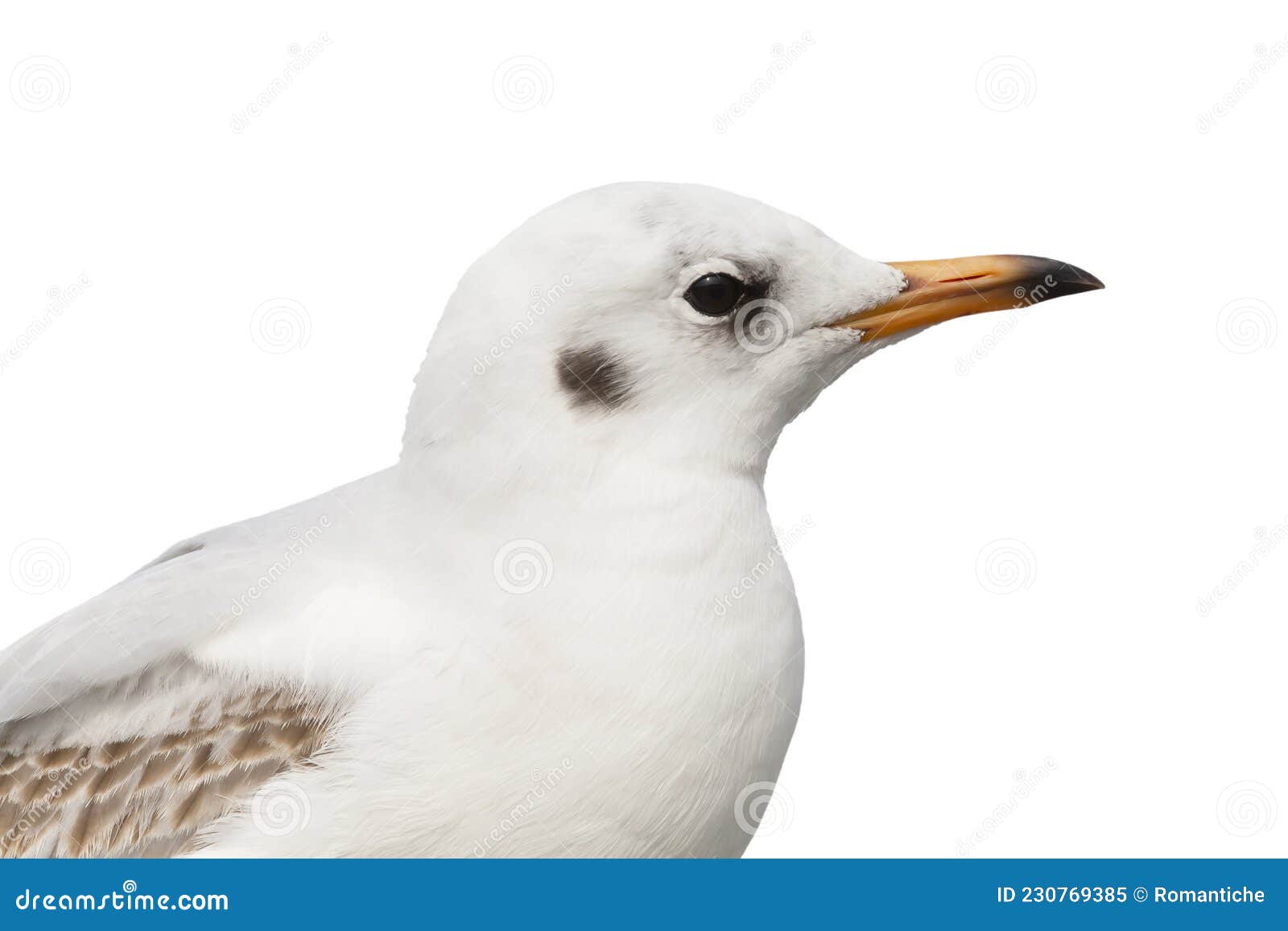 Close up of common gull stock image. Image of nature - 230769385