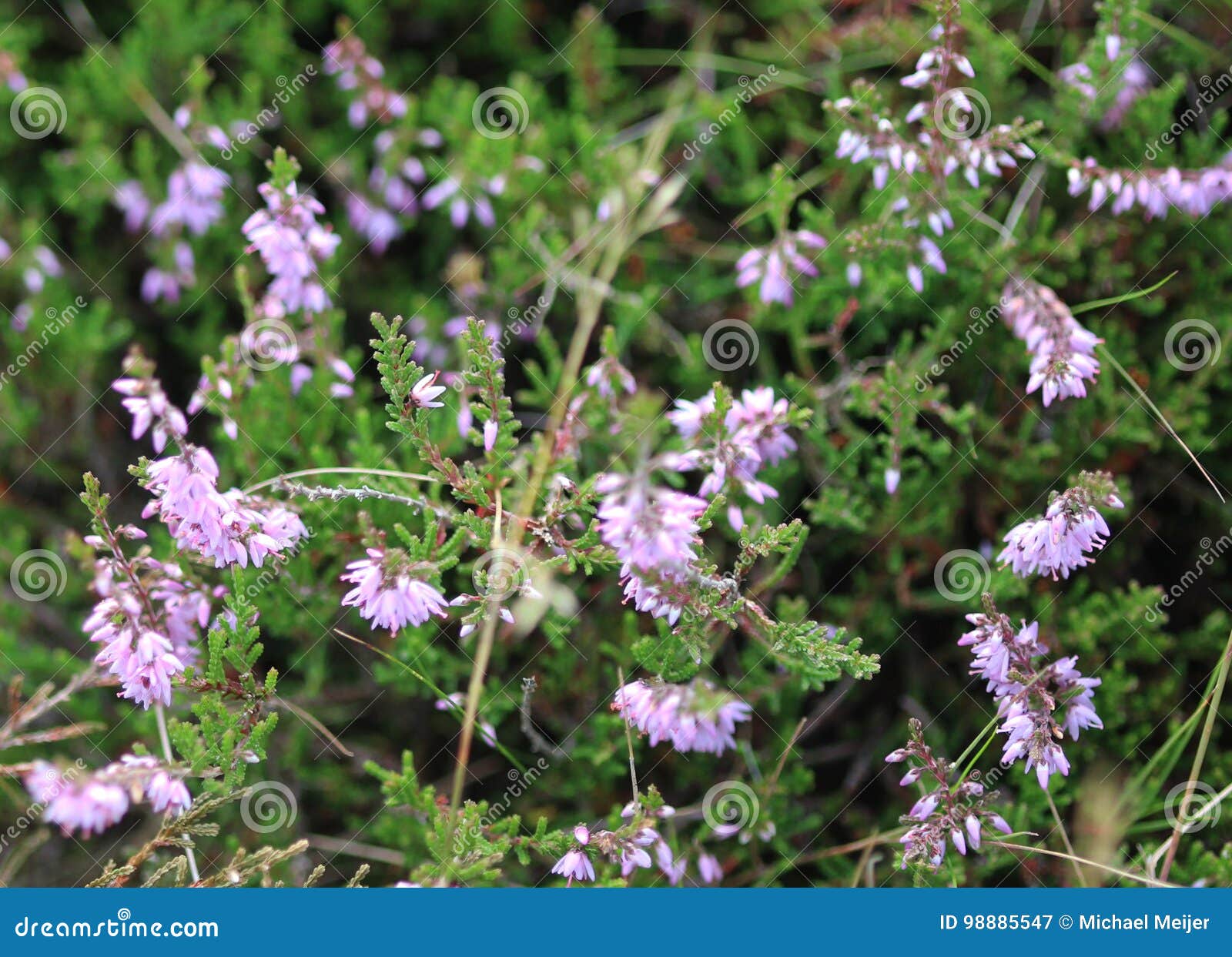 Common heather stock image. Image of blossoming, calluna - 98885547