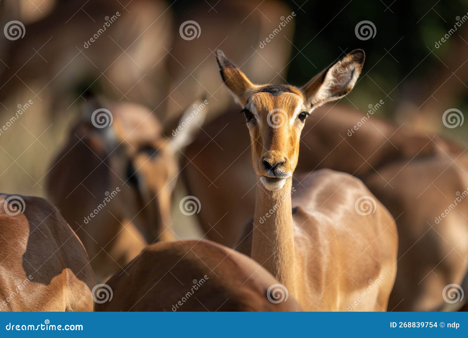 Close-up of Common Impala Facing Towards Camera Stock Photo - Image of ...