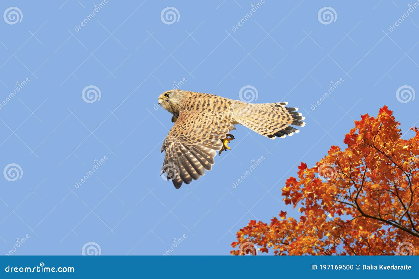 Close Up of a Common Kestrel in Flight Stock Photo - Image of outdoor ...