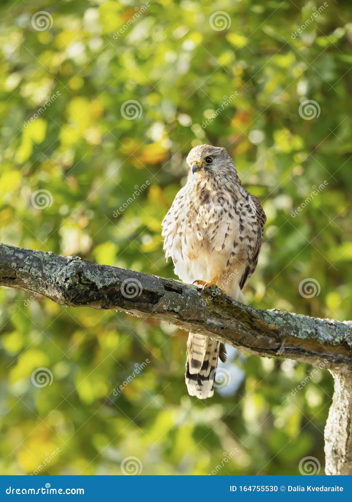 Close Up of a Common Kestrel Perched in a Tree Stock Photo - Image of ...
