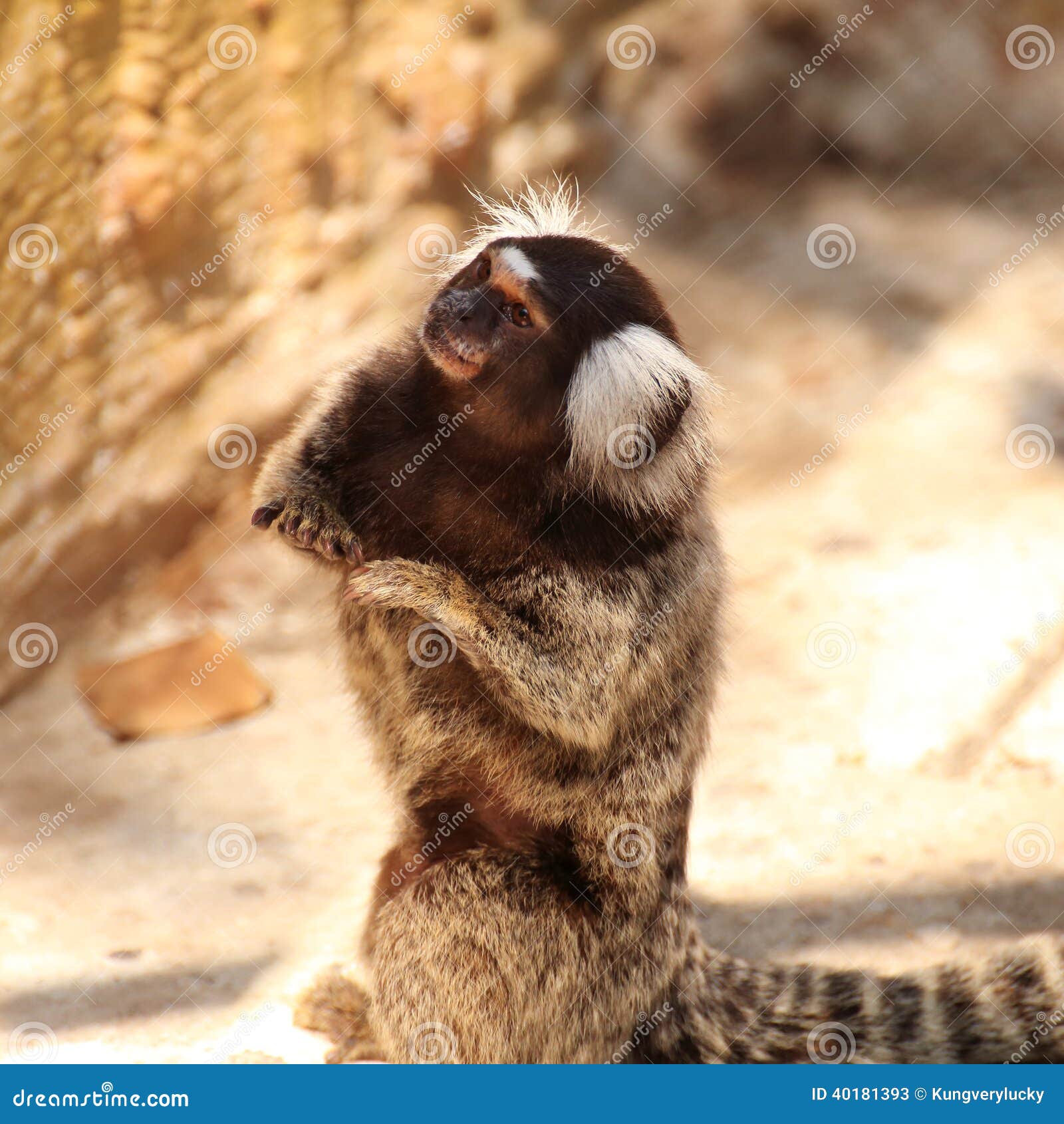 Close up Common Marmoset stock image. Image of cute, tropical - 40181393