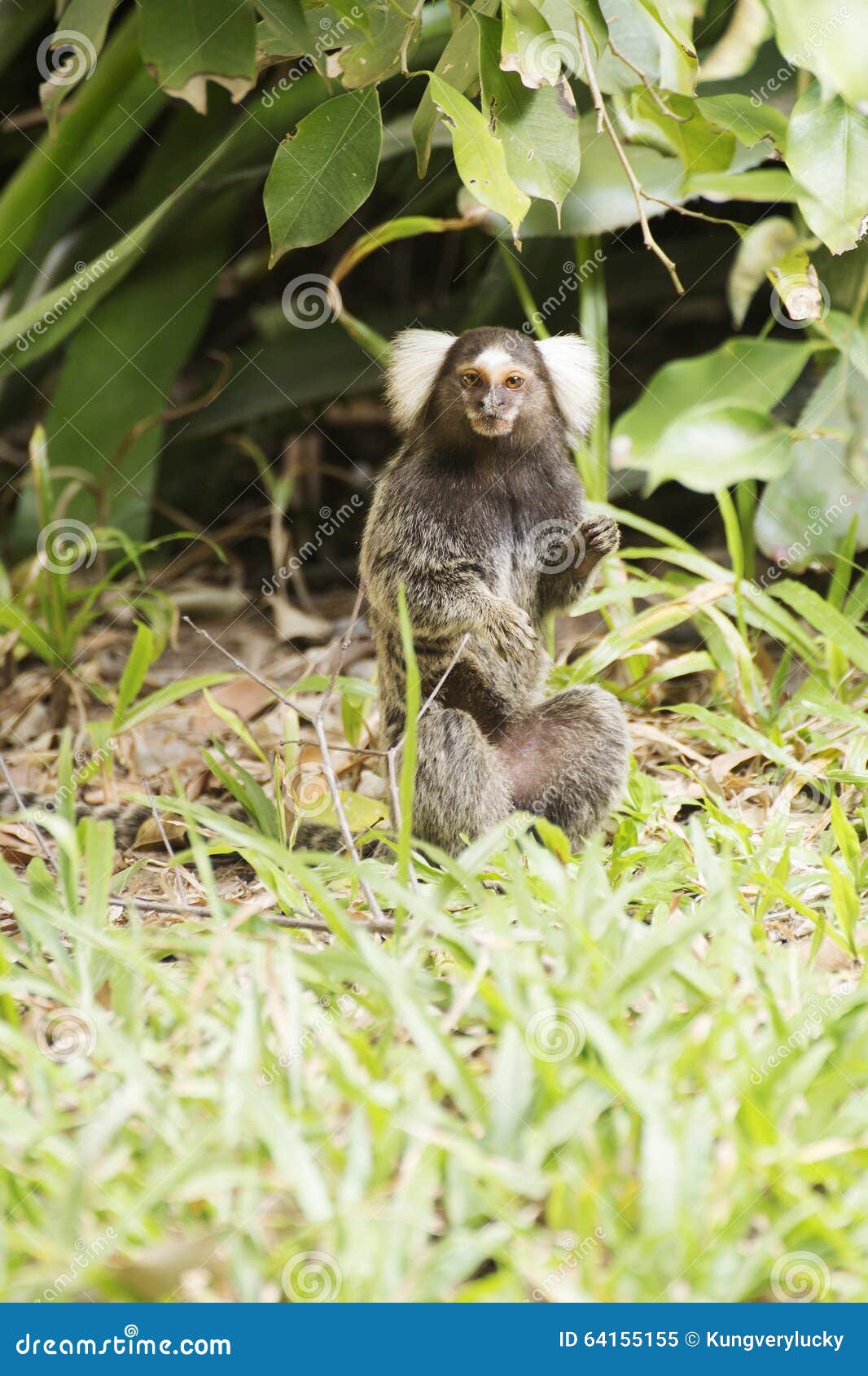 Close up Common Marmoset stock image. Image of background - 64155155